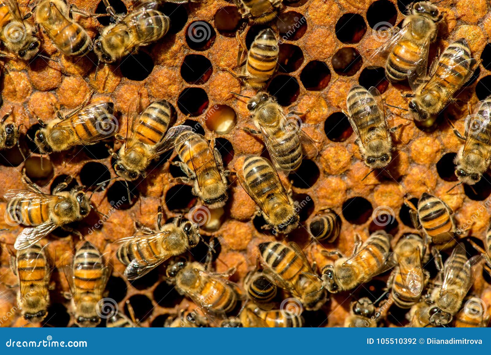 The queen bee swarm stock photo. Image of eggs, hexagon - 105510392
