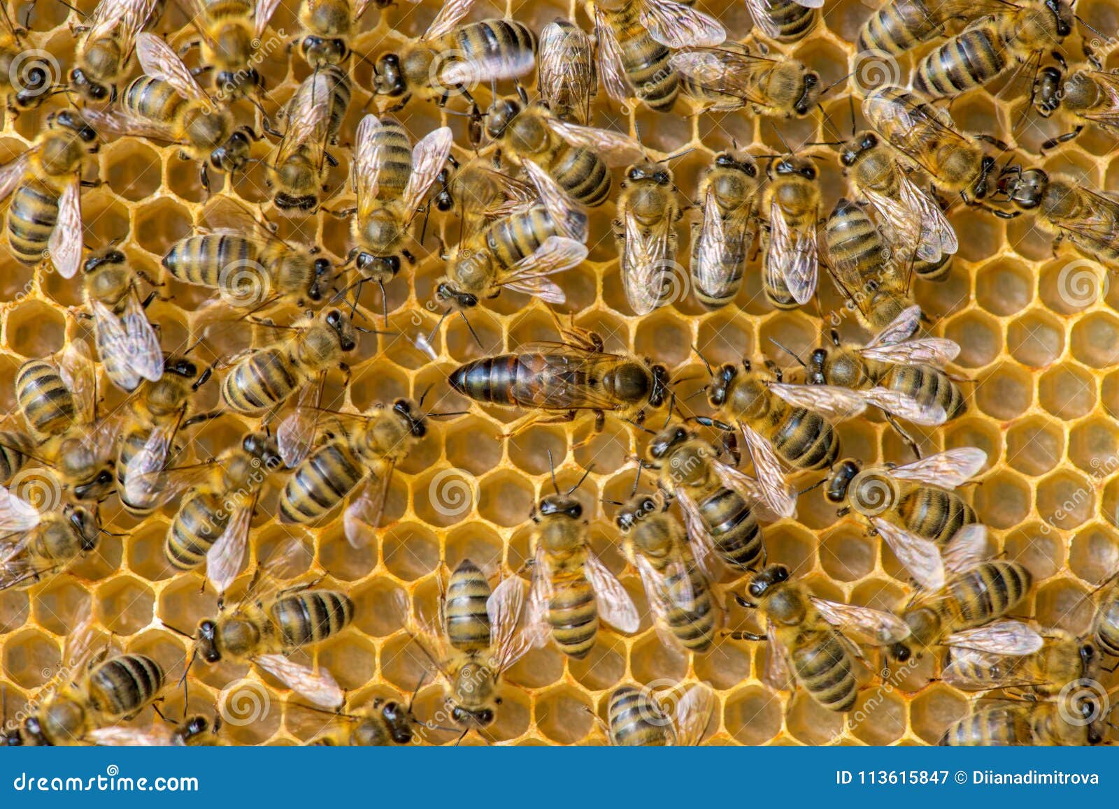 The queen bee swarm stock image. Image of authority - 113615847