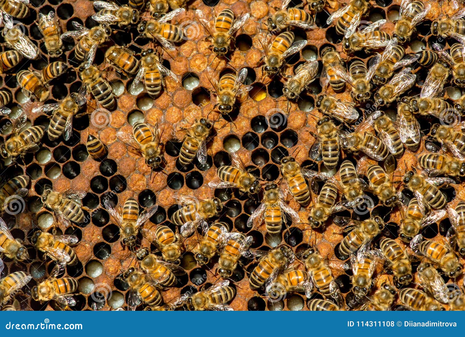 The queen bee swarm stock photo. Image of beekeeper - 114311108