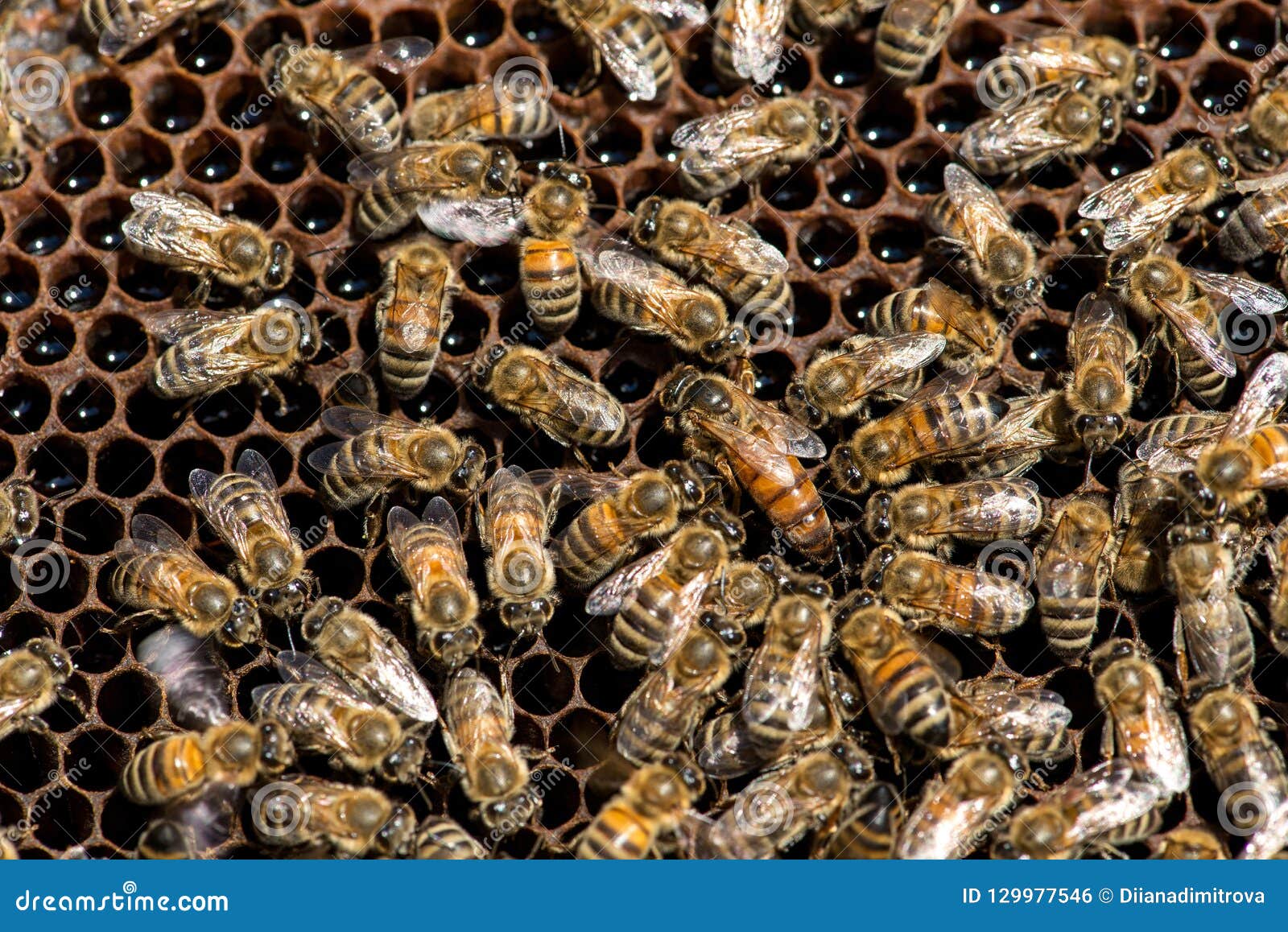 The Queen Bee Swarm - Selective Focus Stock Photo - Image of busy ...