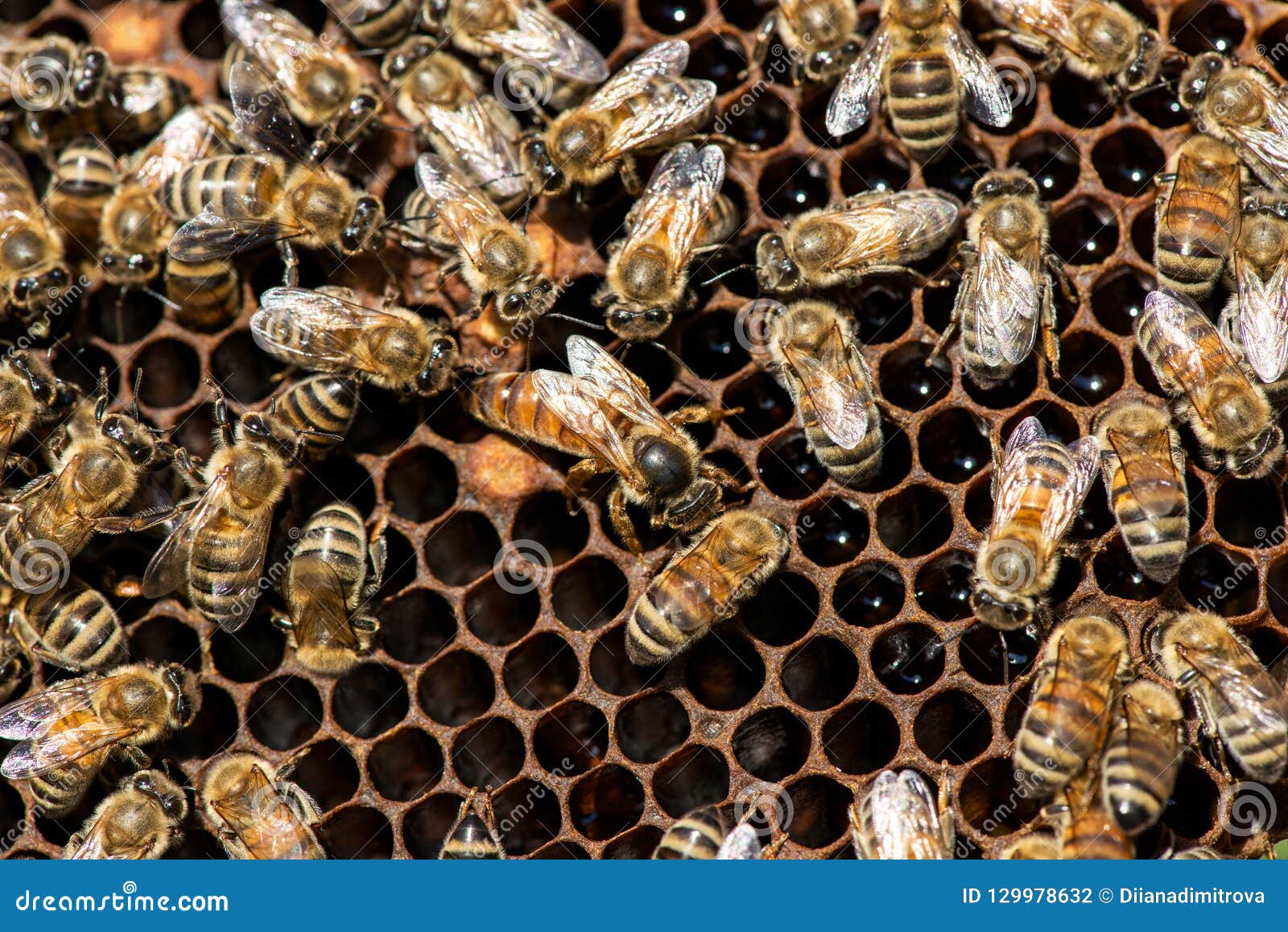 The Queen Bee Swarm - Selective Focus Stock Photo - Image of food ...