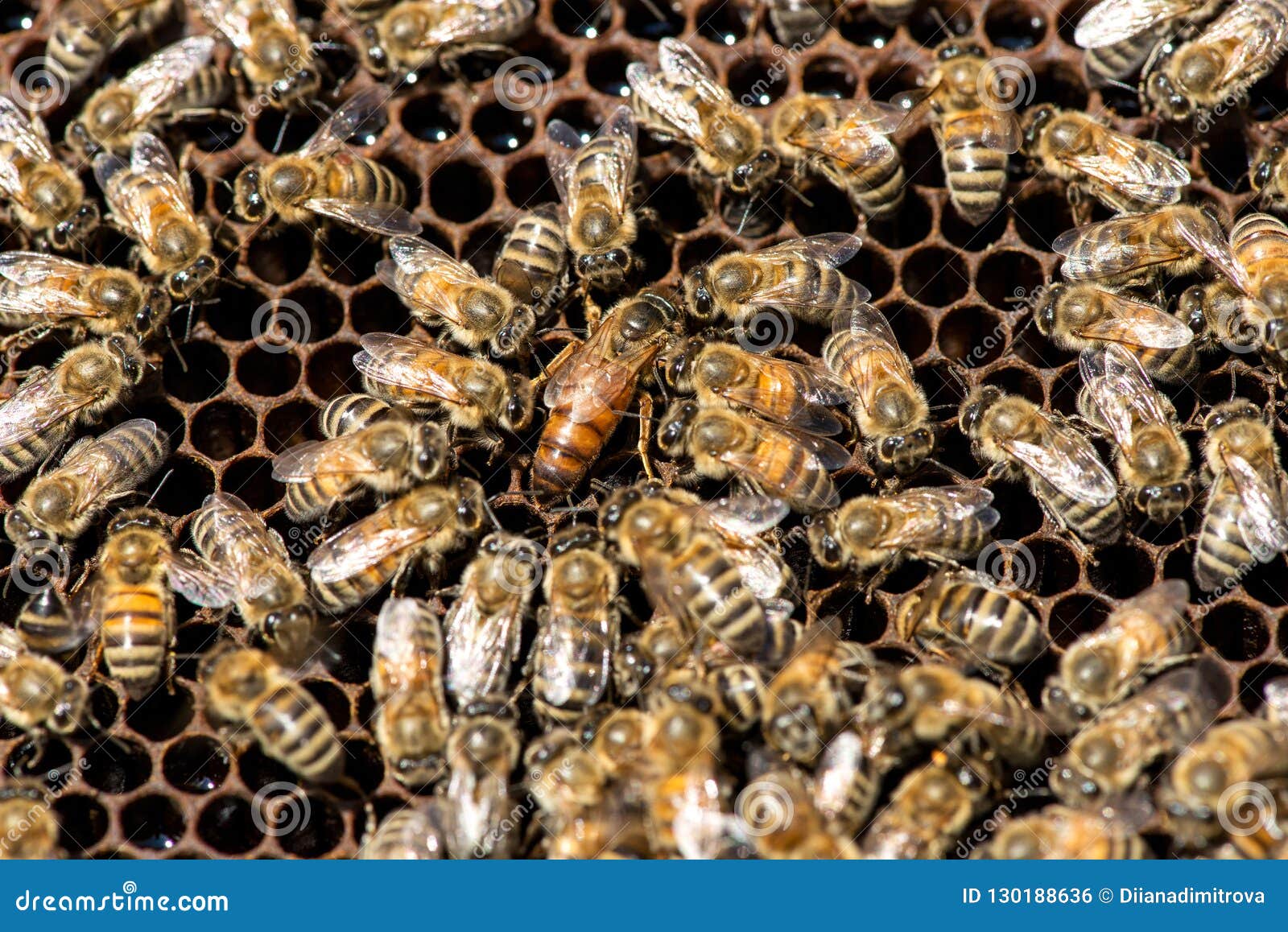 The Queen Bee Swarm - Selective Focus Stock Photo - Image of laying ...