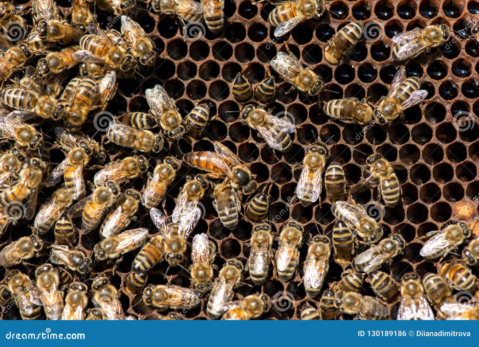 The Queen Bee Swarm - Selective Focus Stock Photo - Image of food ...