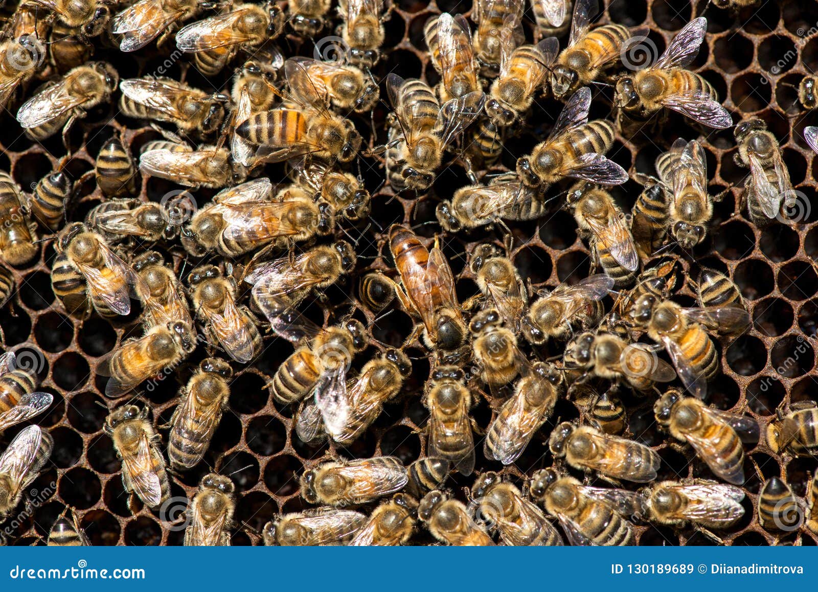The Queen Bee Swarm - Selective Focus Stock Image - Image of honeycomb ...