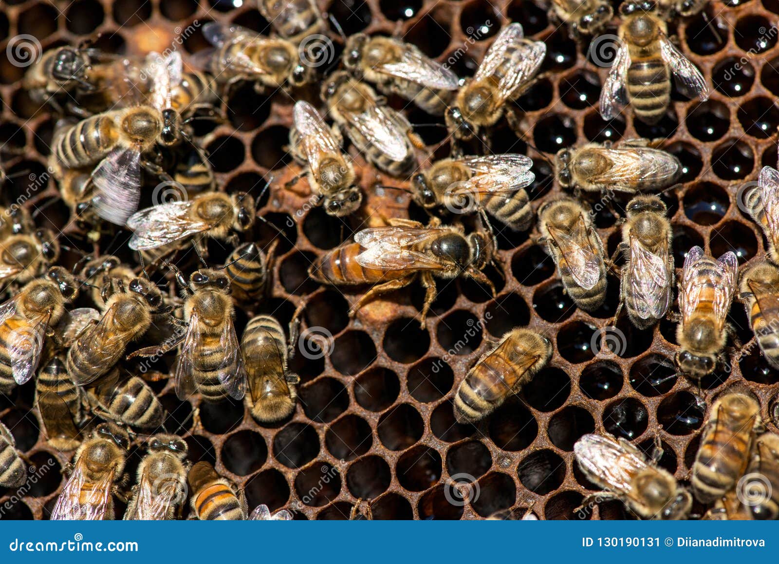 The Queen Bee Swarm - Selective Focus Stock Image - Image of macro ...