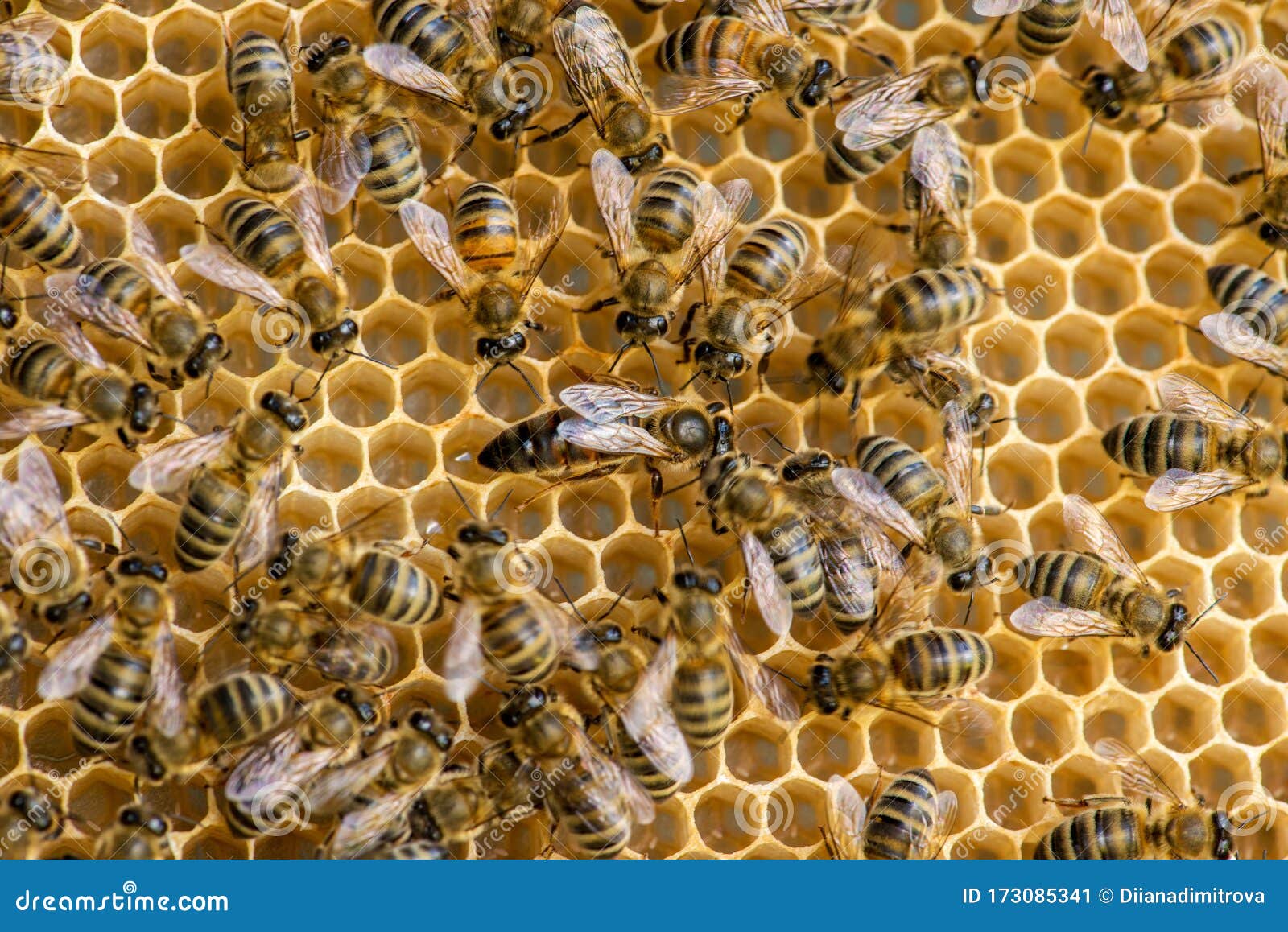 The Queen Bee Swarm - Selective Focus Stock Image - Image of busy ...