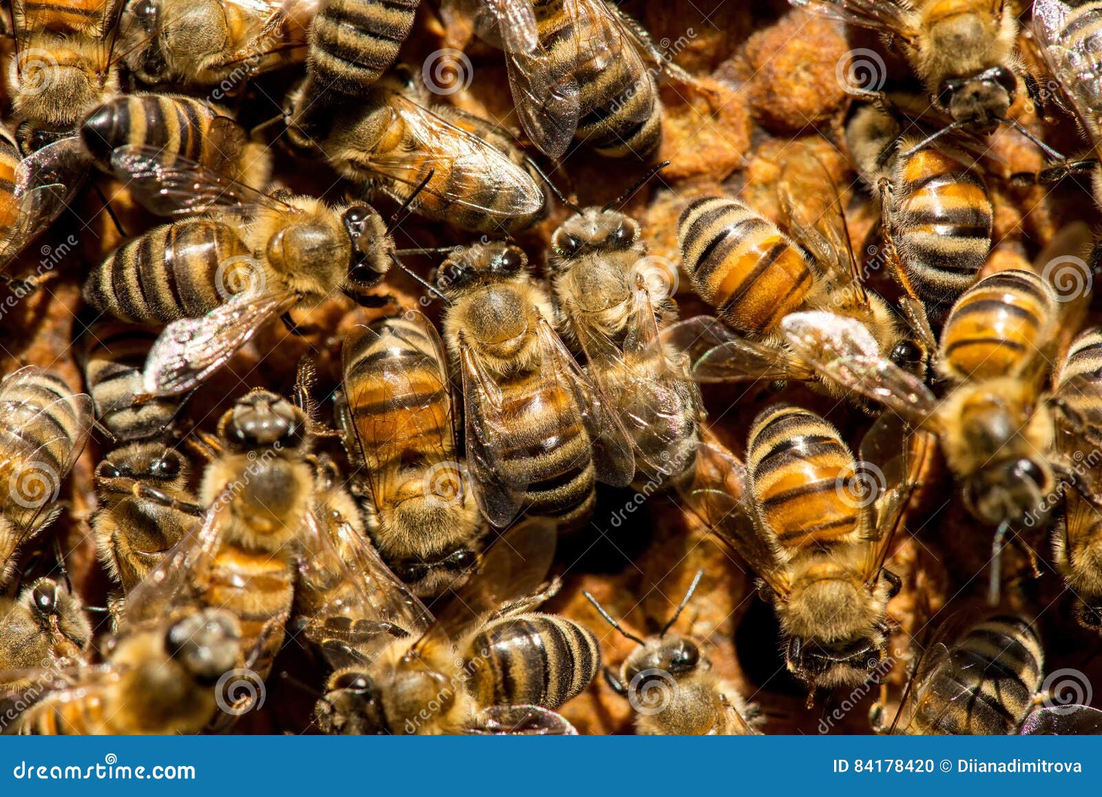 The queen bee swarm stock photo. Image of bees, food - 84178420