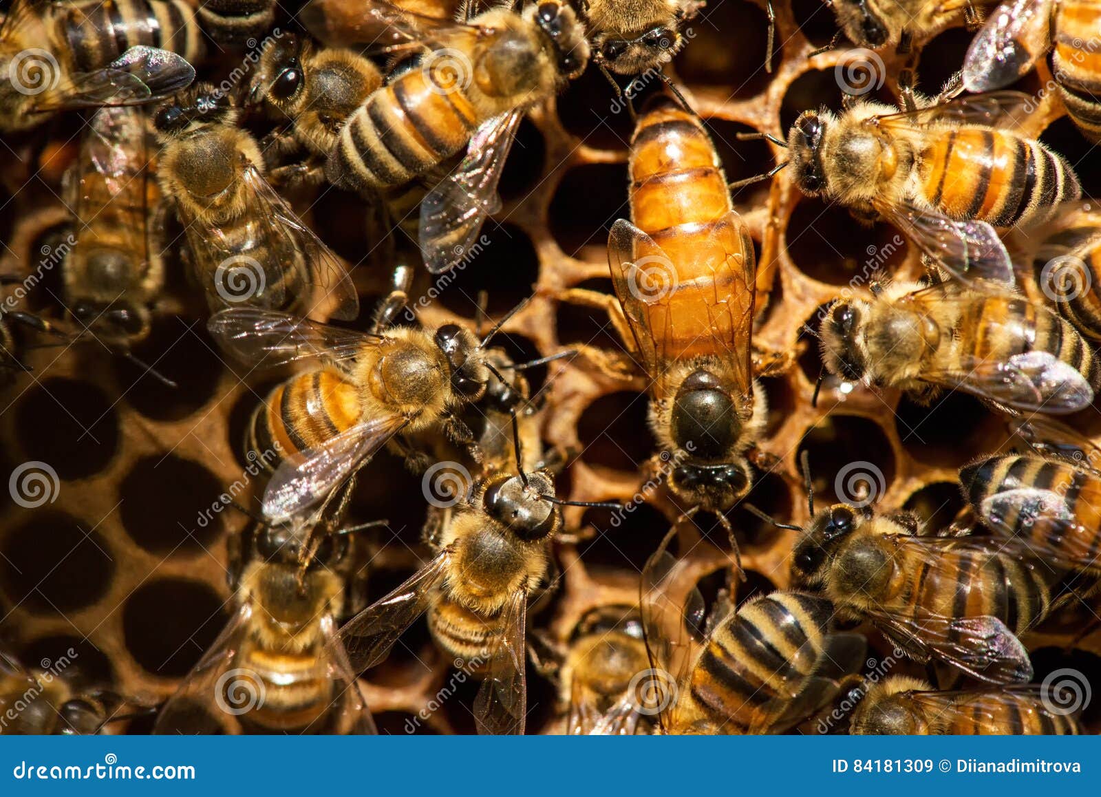 The queen bee swarm stock image. Image of bees, leadership - 84181309