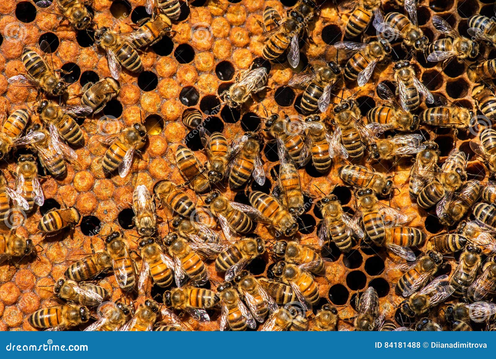 The queen bee swarm stock photo. Image of freshness, mother - 84181488