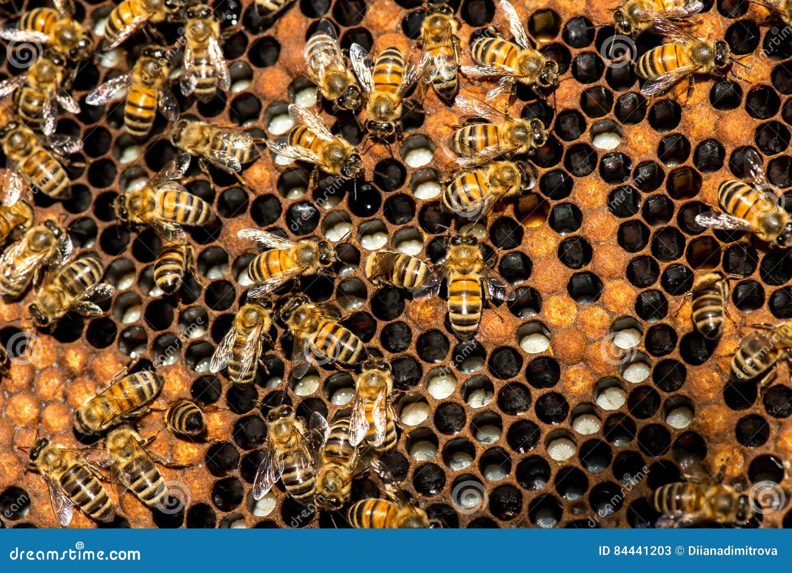 The queen bee swarm stock image. Image of medicine, animals - 84441203