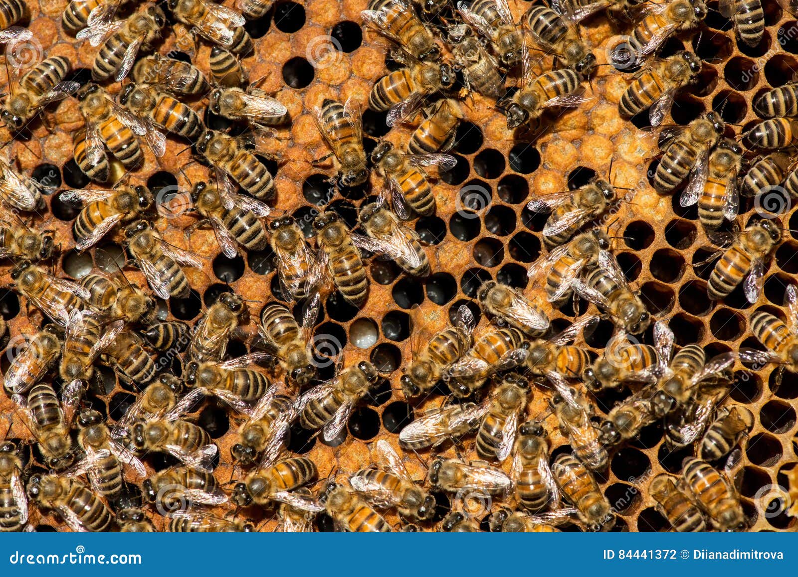The queen bee swarm stock photo. Image of insects, leadership - 84441372