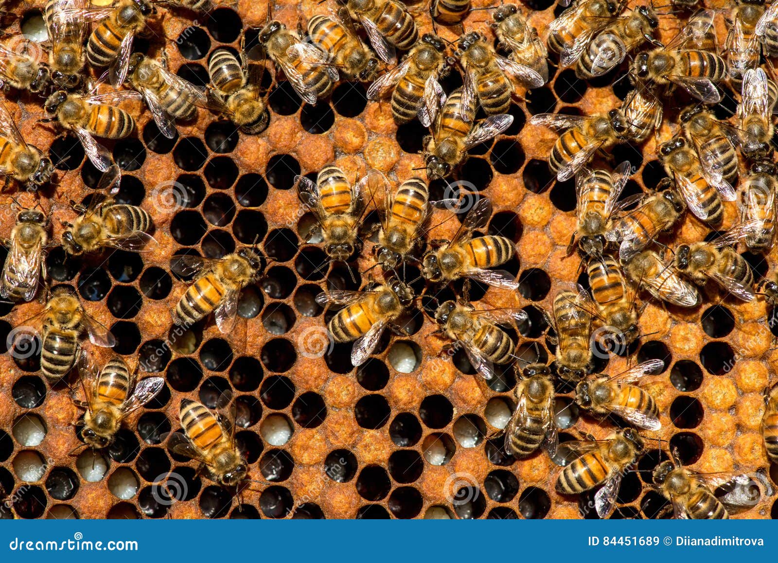 The queen bee swarm stock image. Image of hive, animals - 84451689
