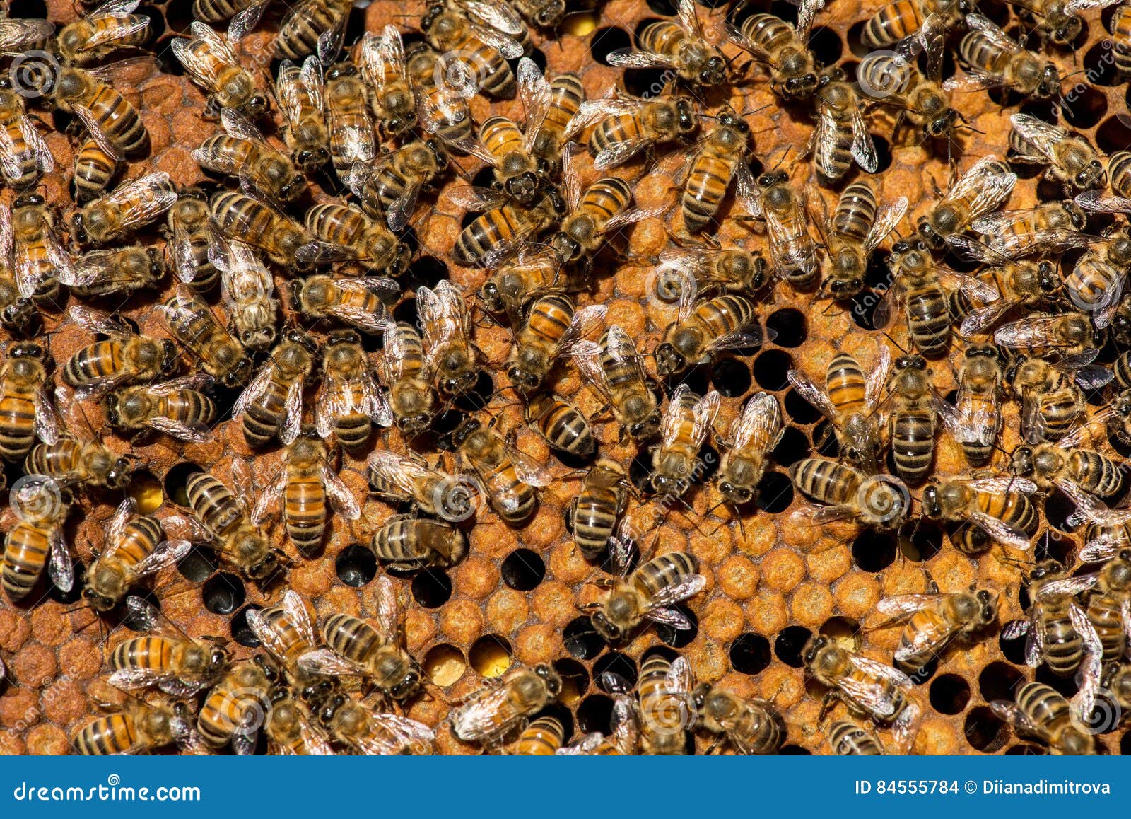 The queen bee swarm stock photo. Image of lifestyle, cells - 84555784