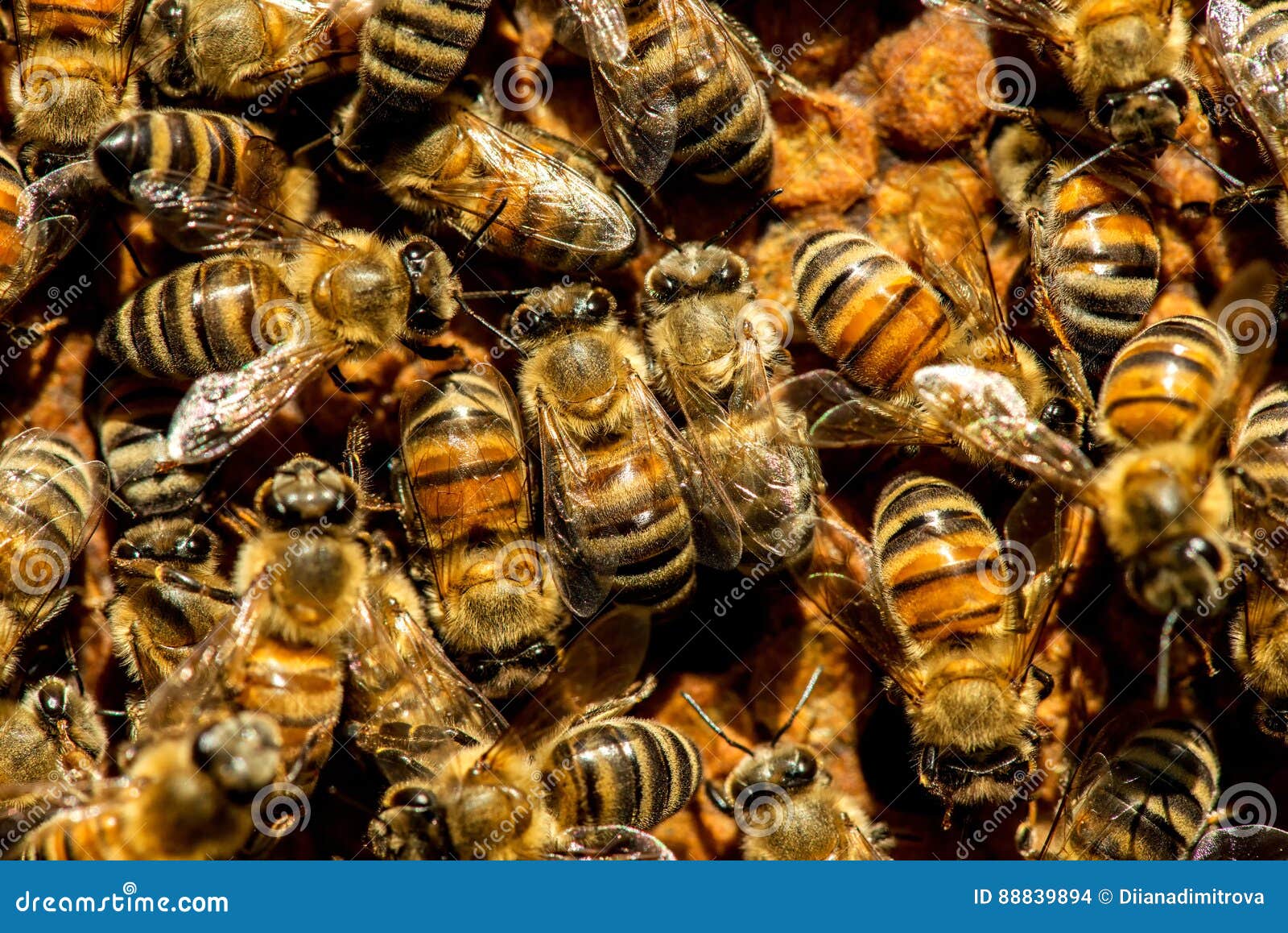 The queen bee swarm stock photo. Image of backgrounds - 88839894