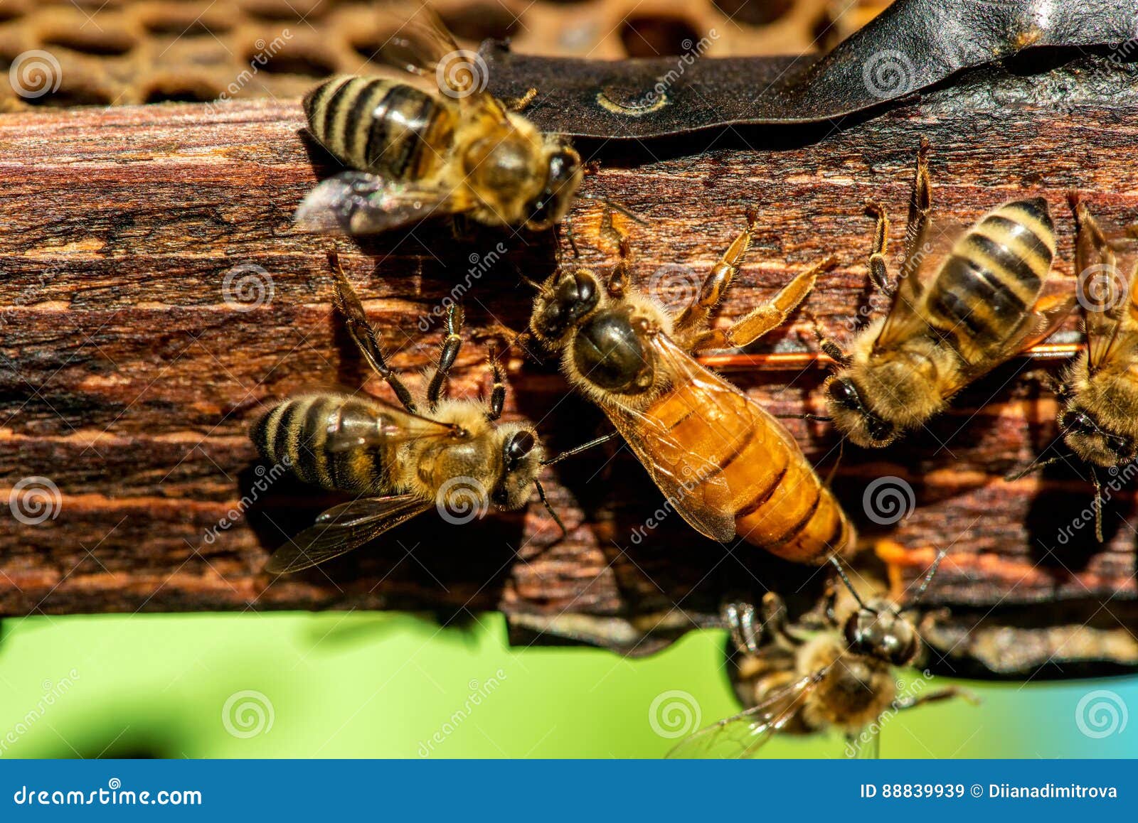 The queen bee swarm stock image. Image of close, freshness - 88839939