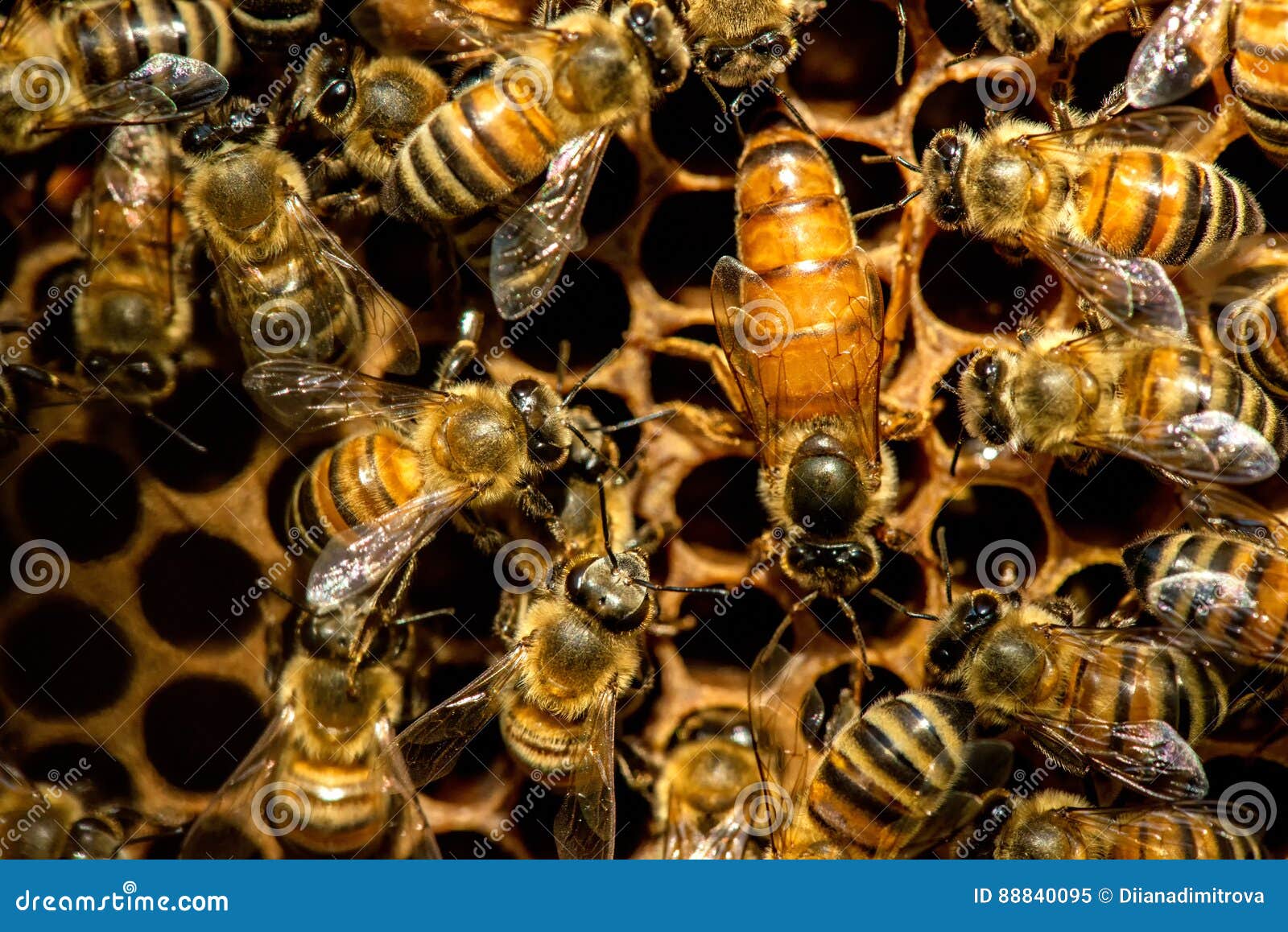 The queen bee swarm stock image. Image of animals, honeycomb - 88840095