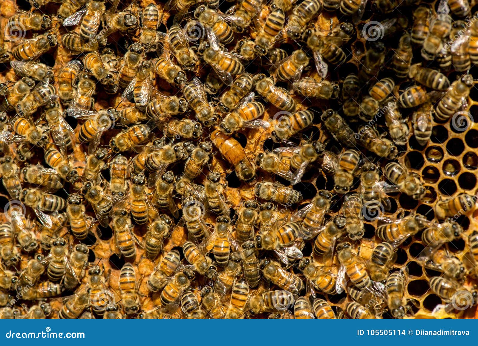 The Queen Bee Swarm - Selective Focus Stock Photo - Image of eggs ...