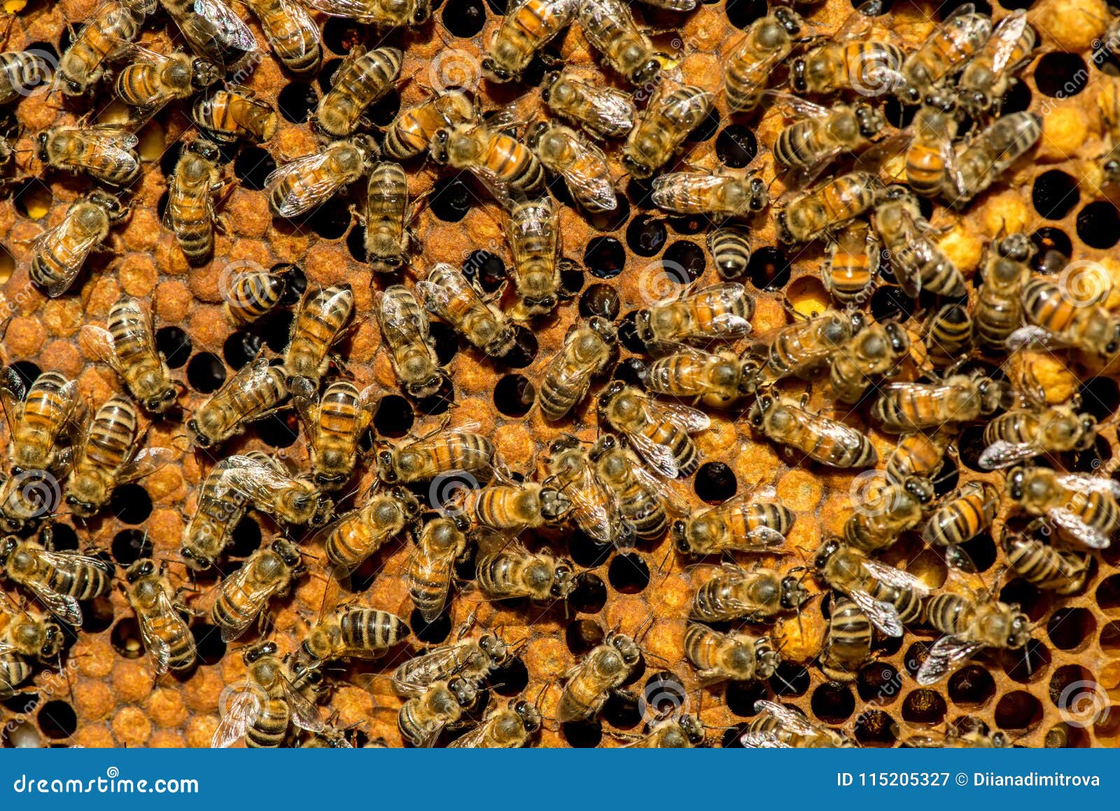 The Queen Bee Swarm - Selective Focus Stock Image - Image of focus ...