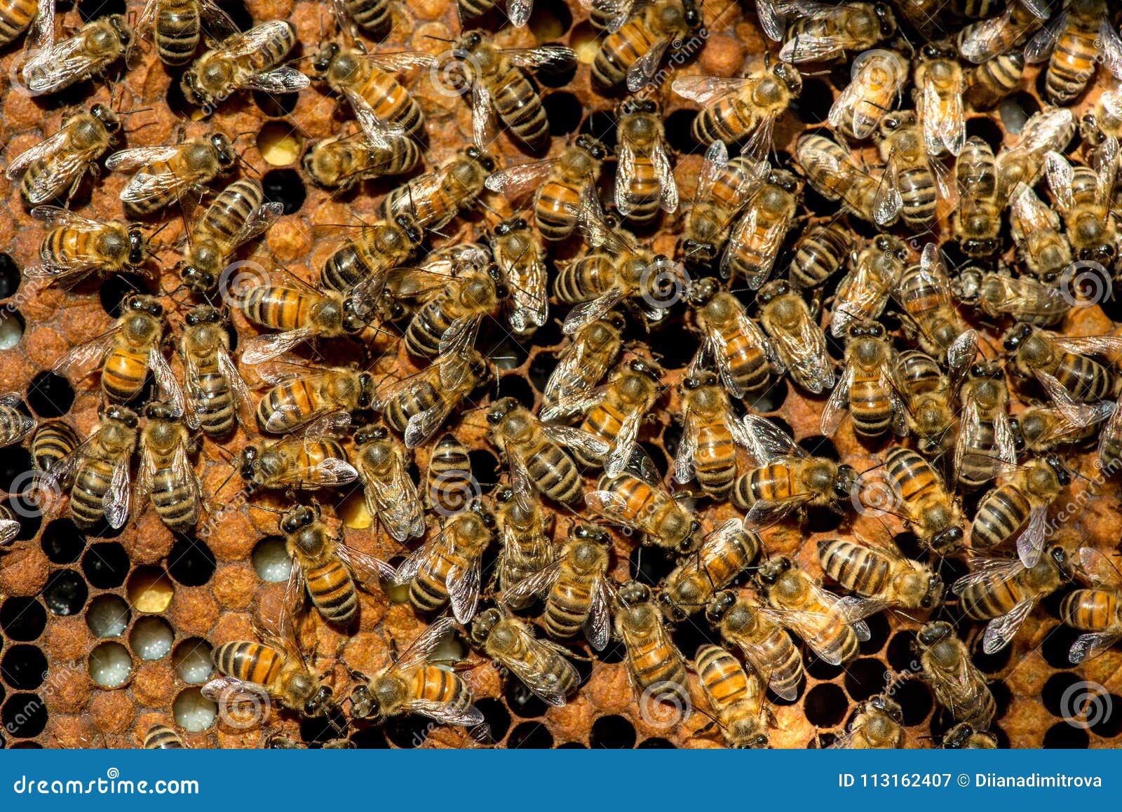 The queen bee swarm stock image. Image of close, mother - 113162407