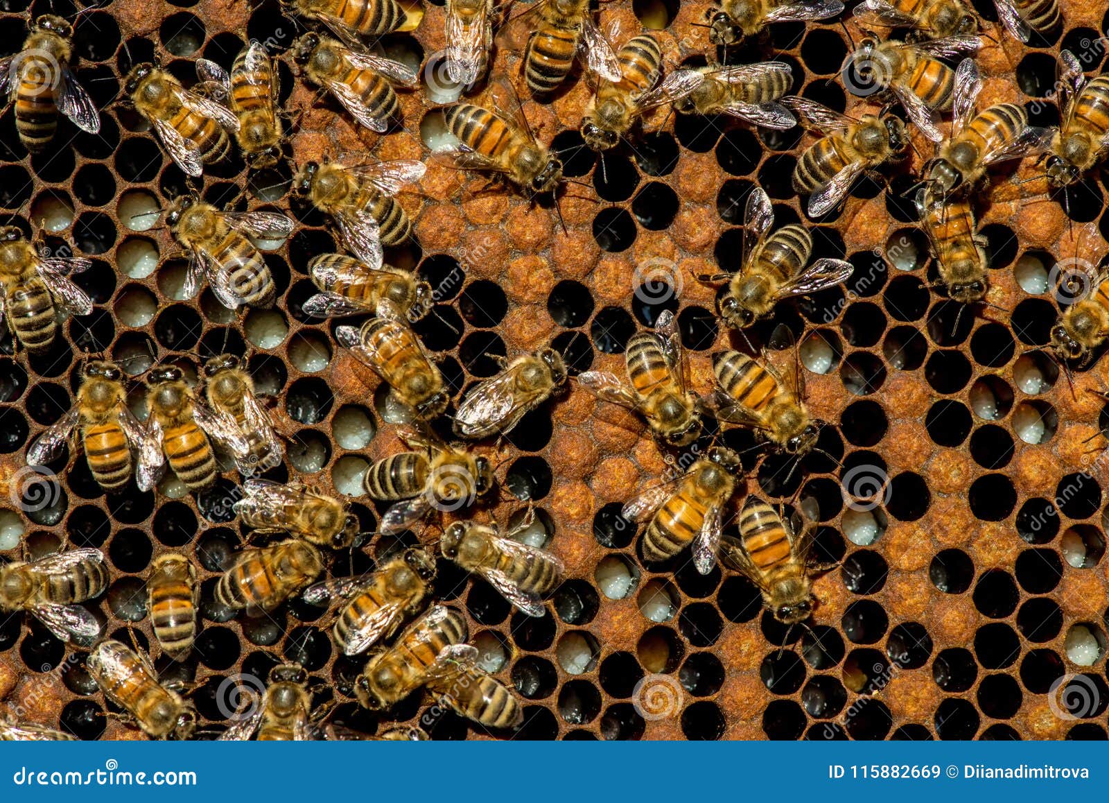 The queen bee swarm stock image. Image of bees, laying - 115882669