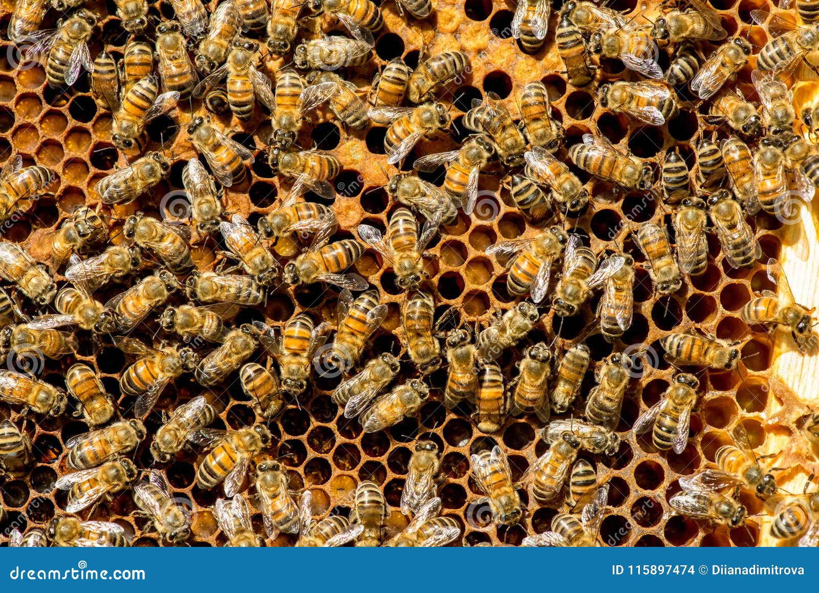 The queen bee swarm stock photo. Image of laying, leadership - 115897474