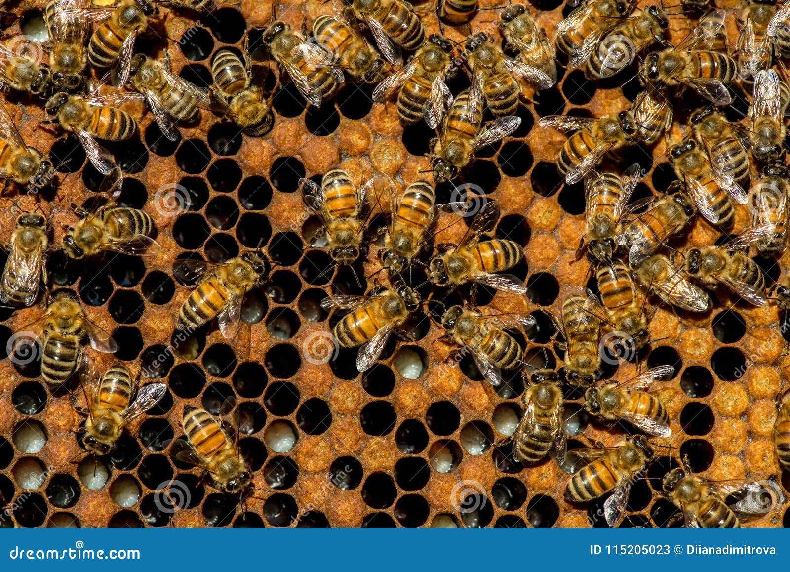 The Queen Bee Swarm - Selective Focus Stock Image - Image of animals ...