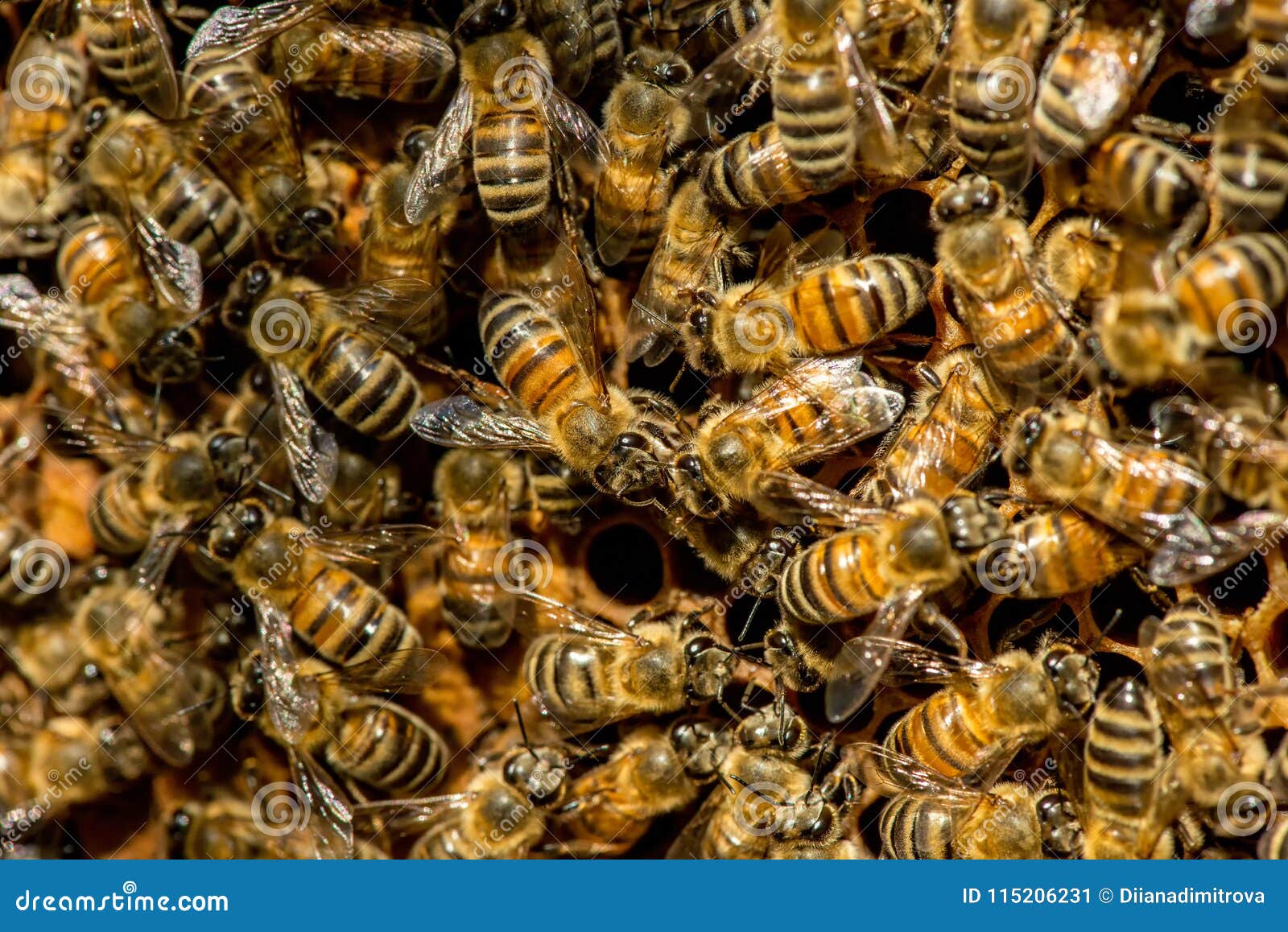 The Queen Bee Swarm - Selective Focus Stock Image - Image of close ...