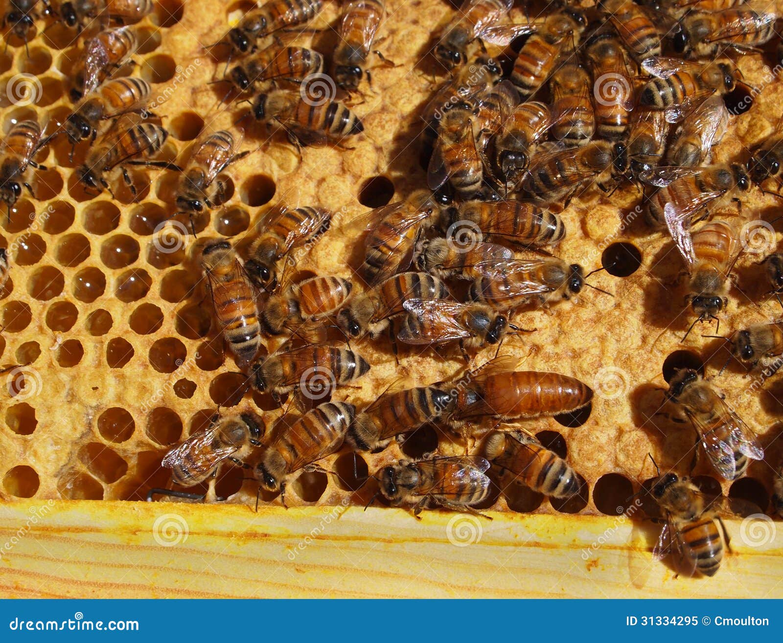 Queen Bee and Workers stock image. Image of brood, colony - 31334295