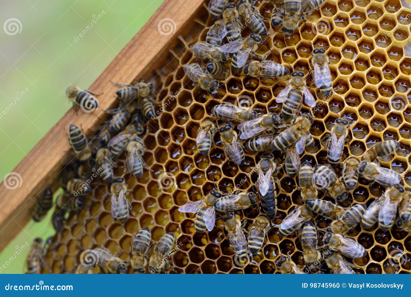 Honey Cell With Bees. Apiculture. Apiary. Disparition Des Abeilles ...
