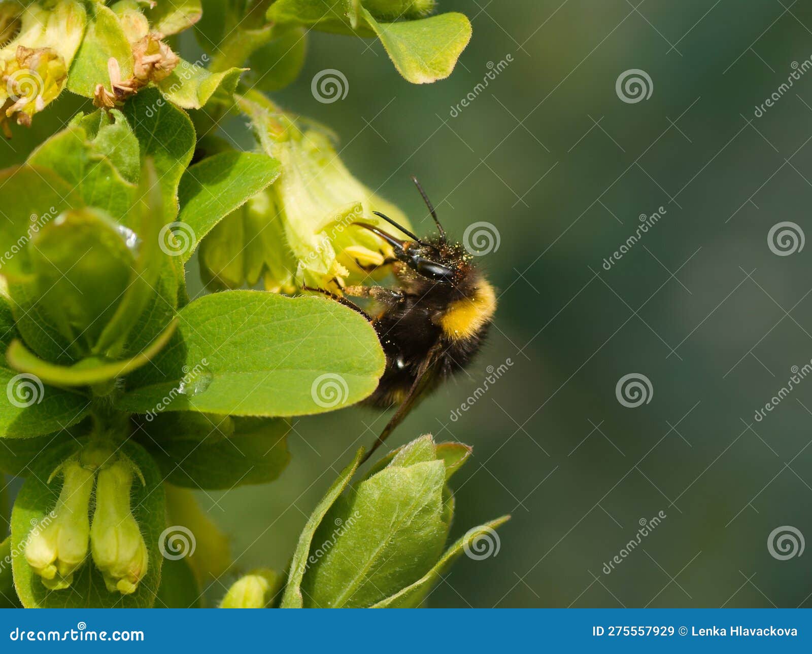 Queen bumblebee and flower stock image. Image of shot - 275557929
