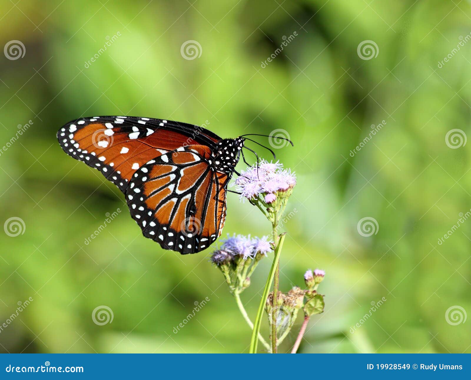 Queen butterfly-2 stock image. Image of small, blue, nature - 19928549