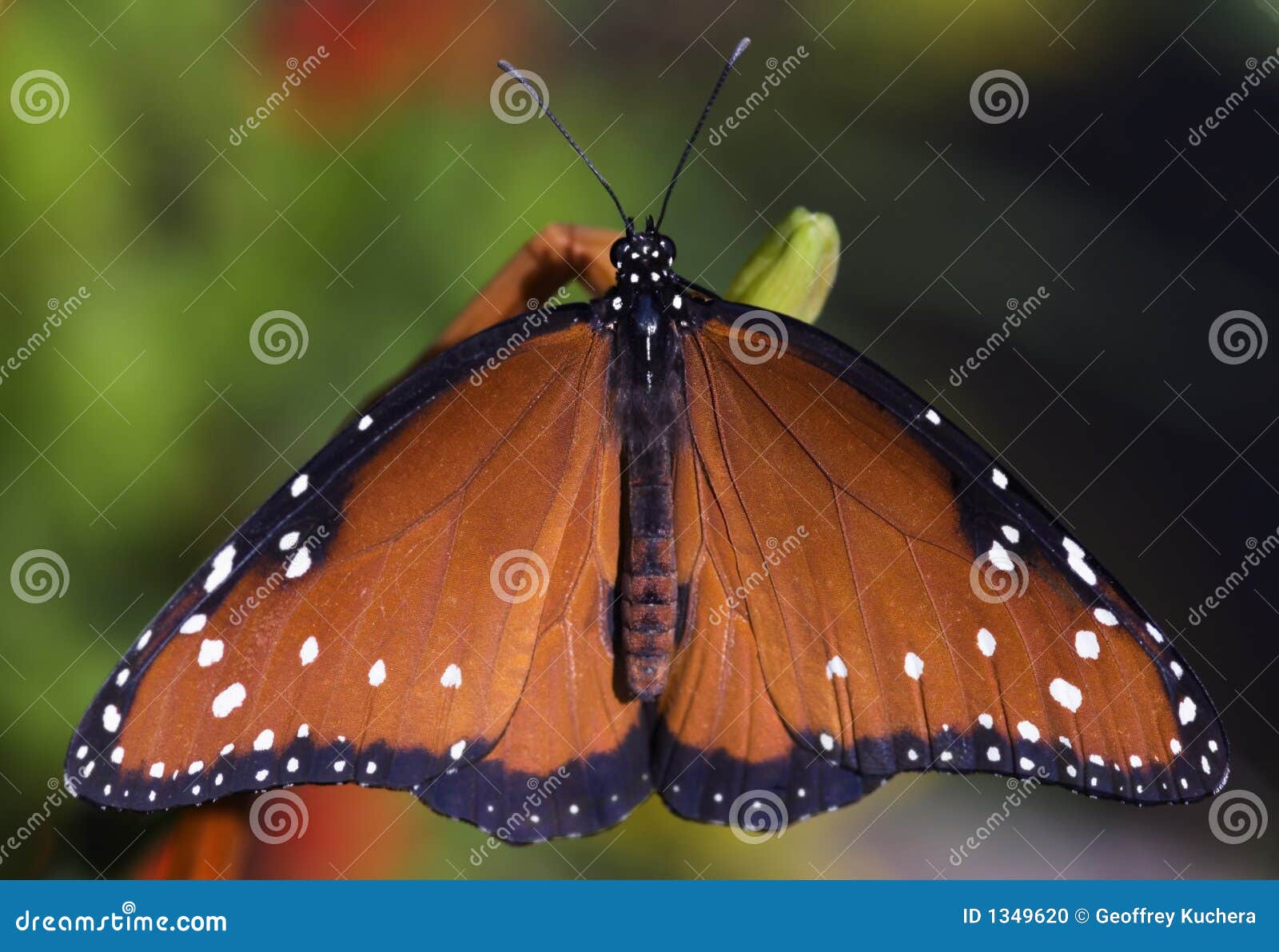 Queen Butterfly On Greggs Mistflowers Royalty-Free Stock Photo ...