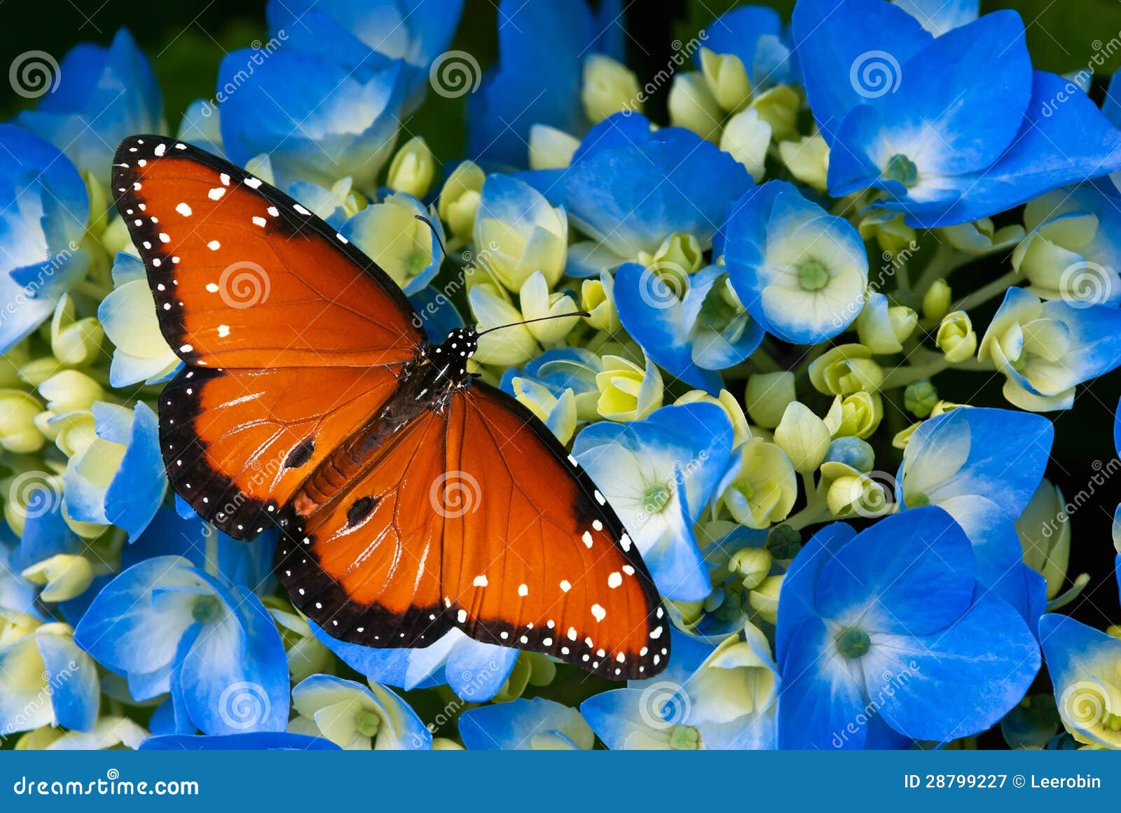 Queen Butterfly on Hydrangea Flowers Stock Image - Image of view ...
