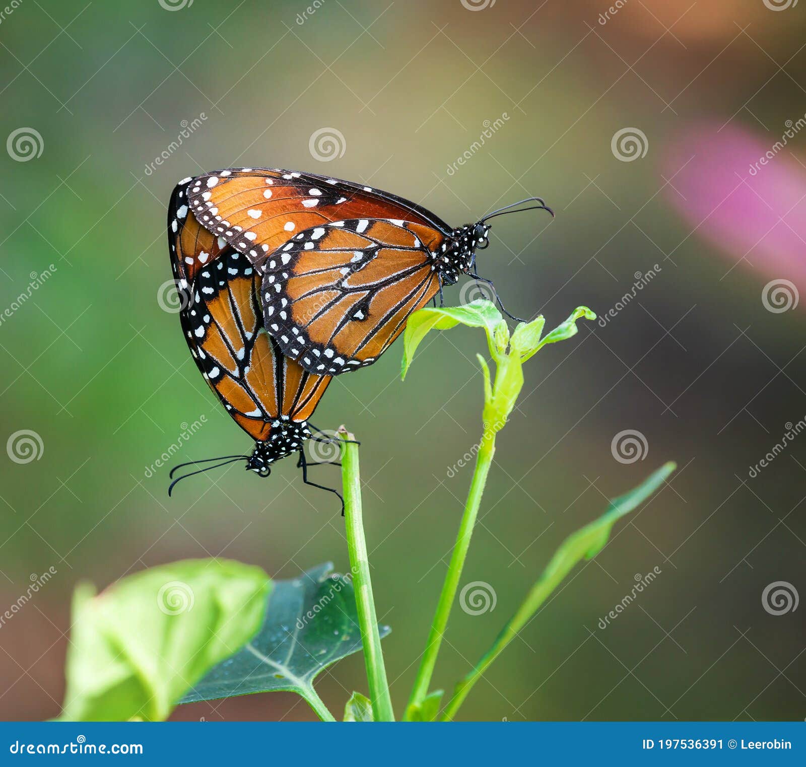 Queen Butterfly Pair Mating in the Fall Stock Image - Image of pair ...