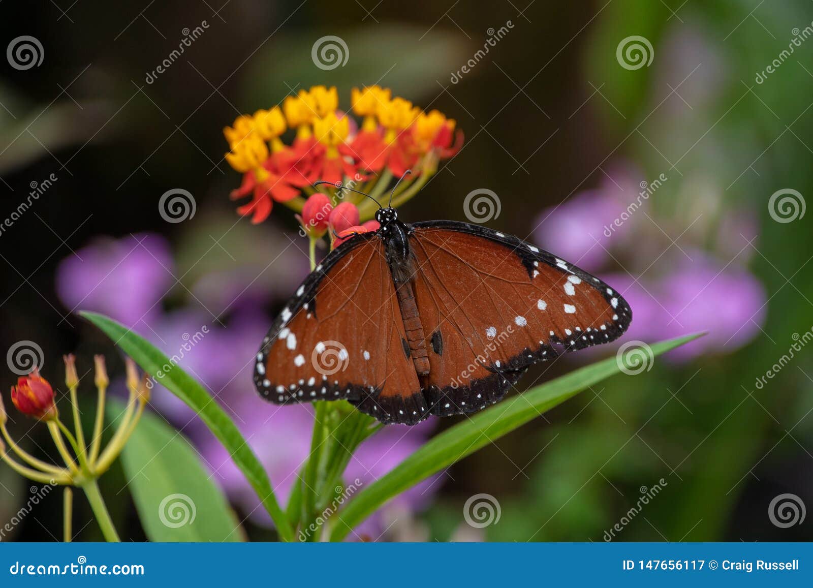 Queen butterfly on a plant stock image. Image of butterflies - 147656117