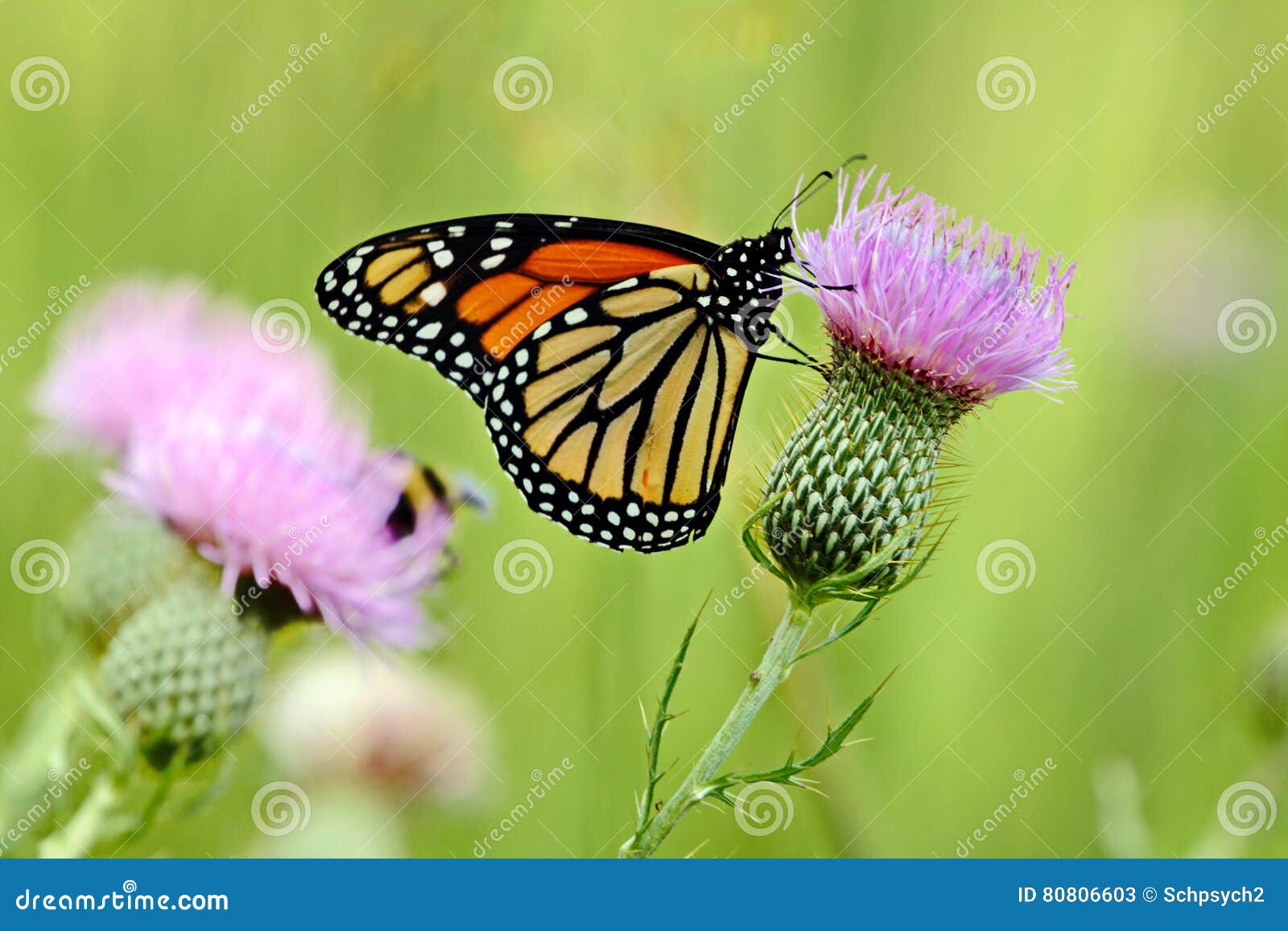 Queen butterfly stock image. Image of nature, insect - 80806603