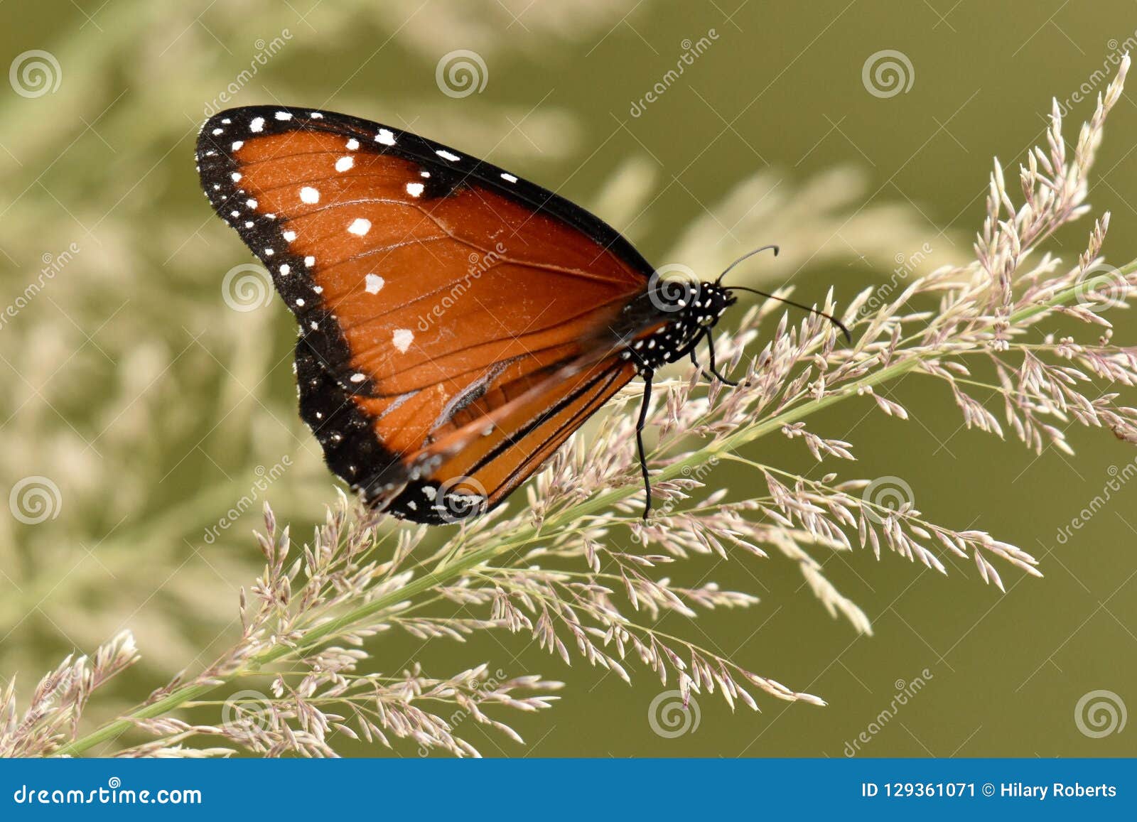 Queen Butterfly stock image. Image of queen, butterflies - 129361071