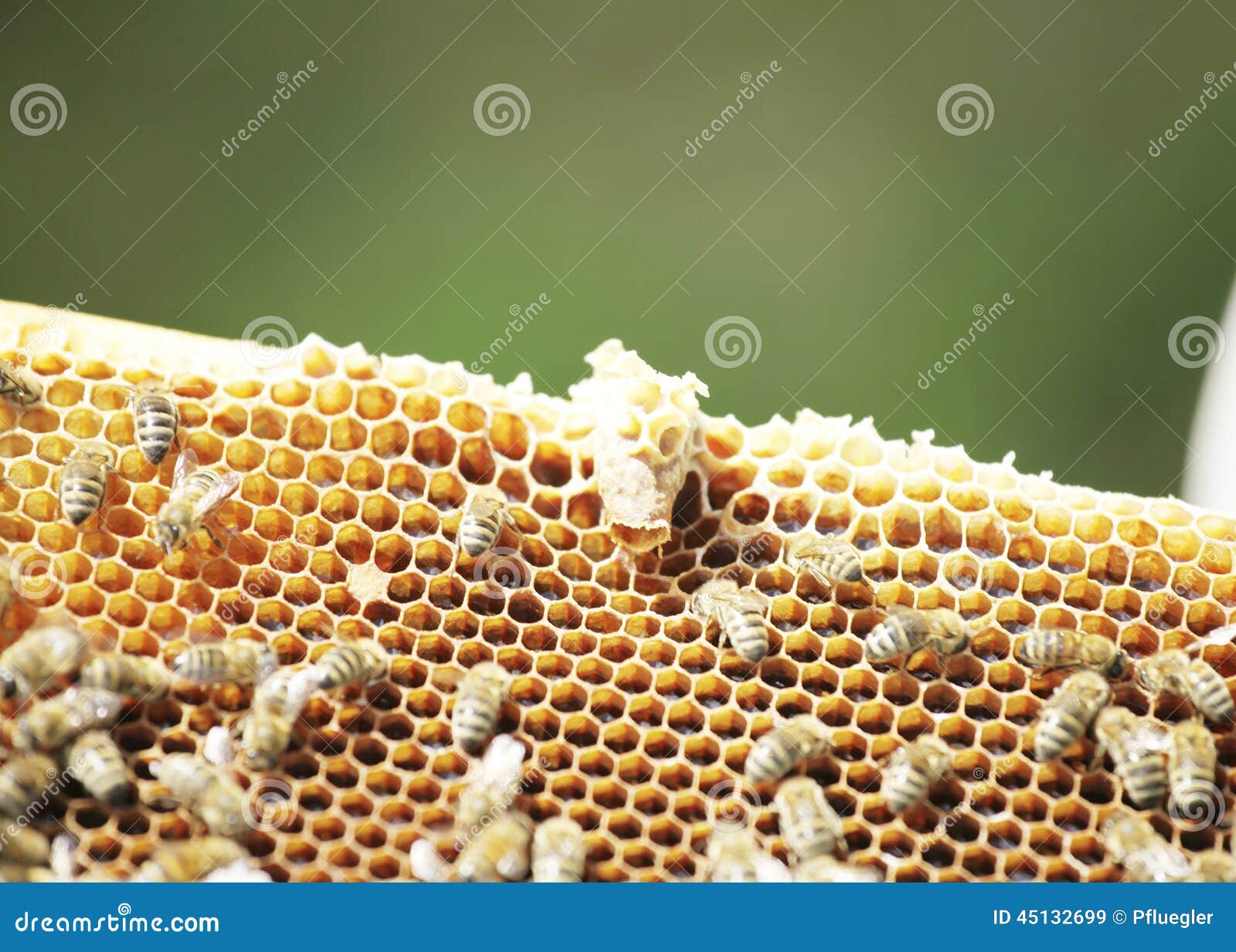 Queen cell of a queen stock image. Image of nature, farm - 45132699