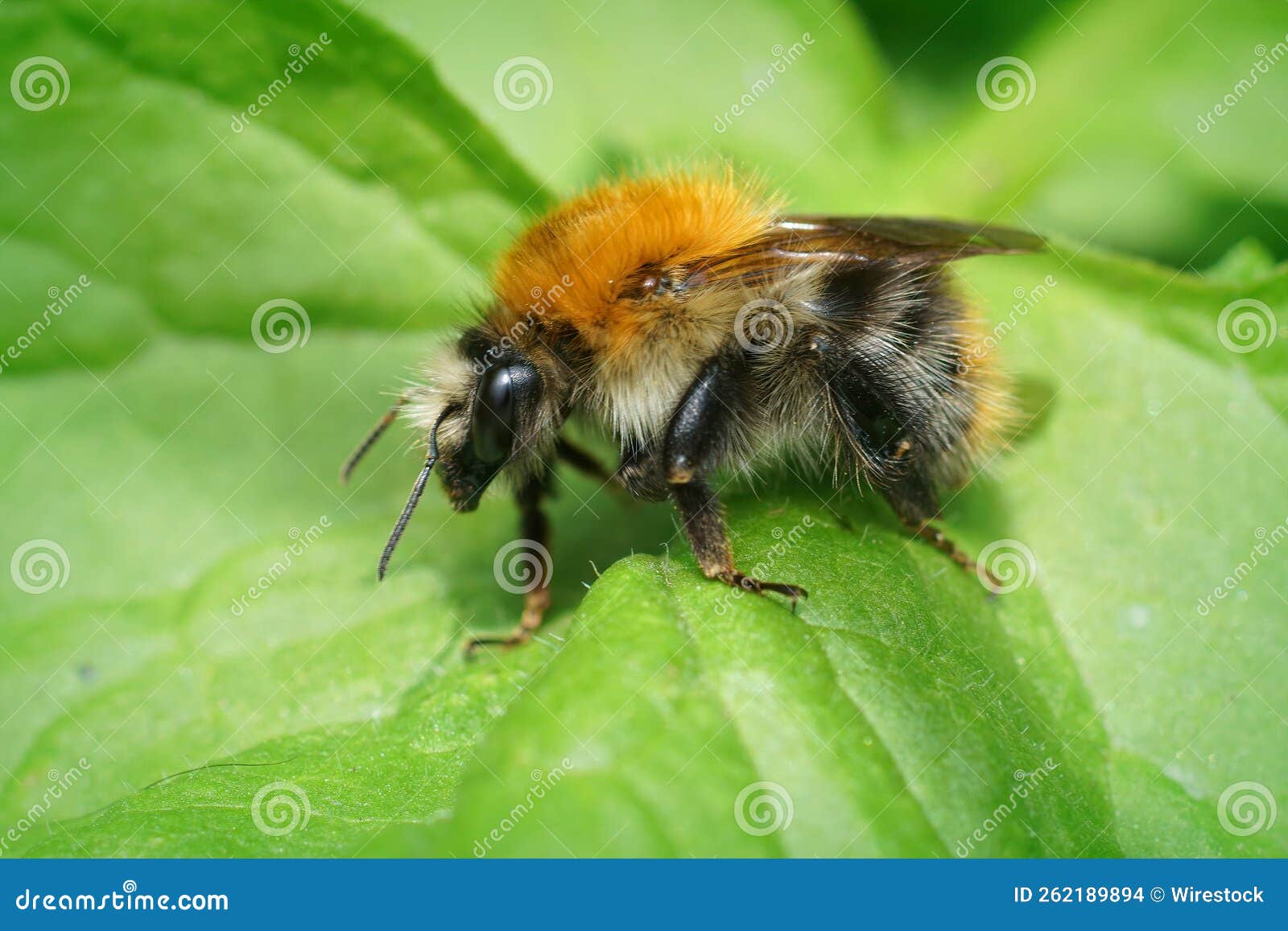 Queen Common Carder Bee Resting on a Green Leaf Stock Photo - Image of ...