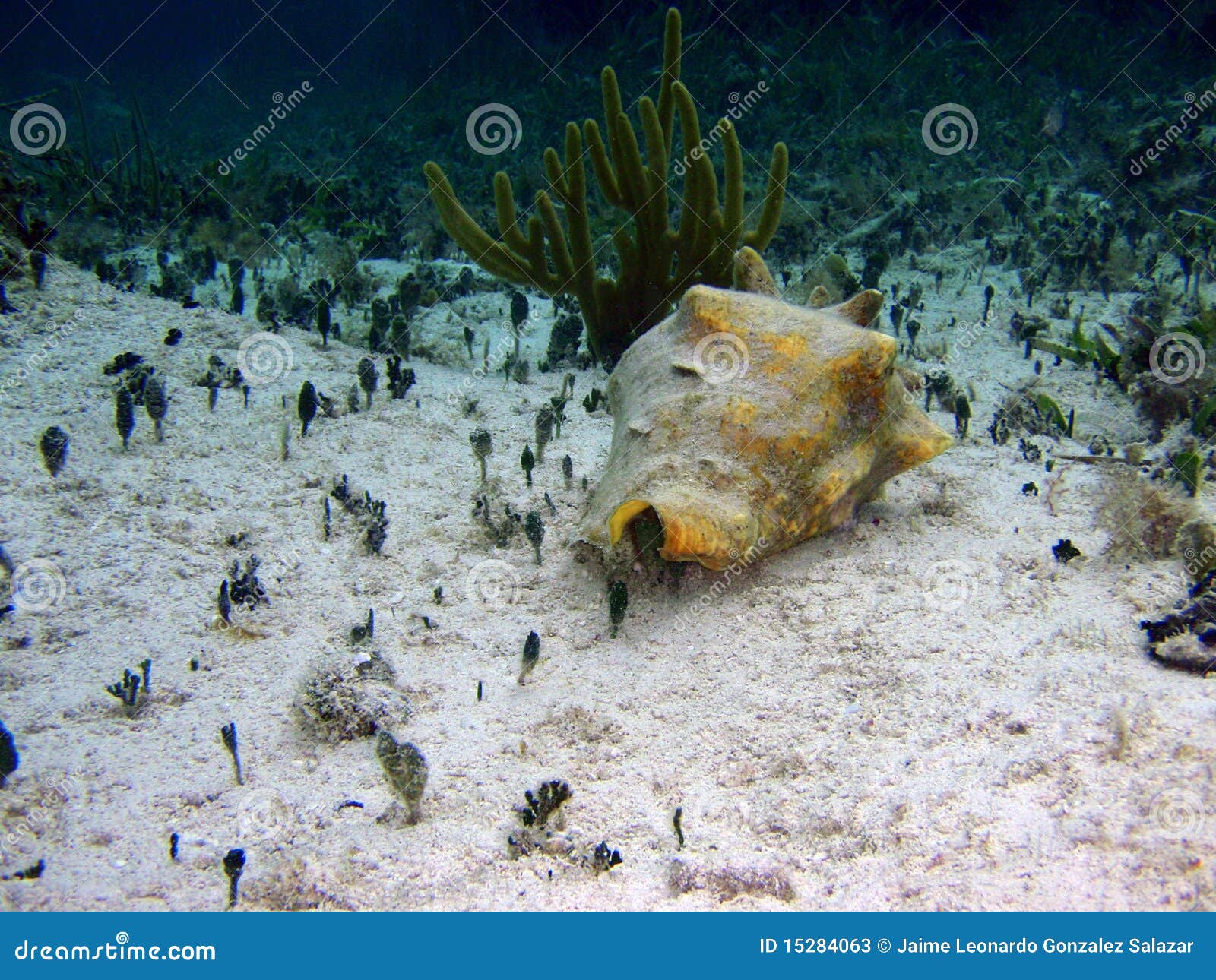 Queen conch stock image. Image of angelfish, blue, biology - 15284063