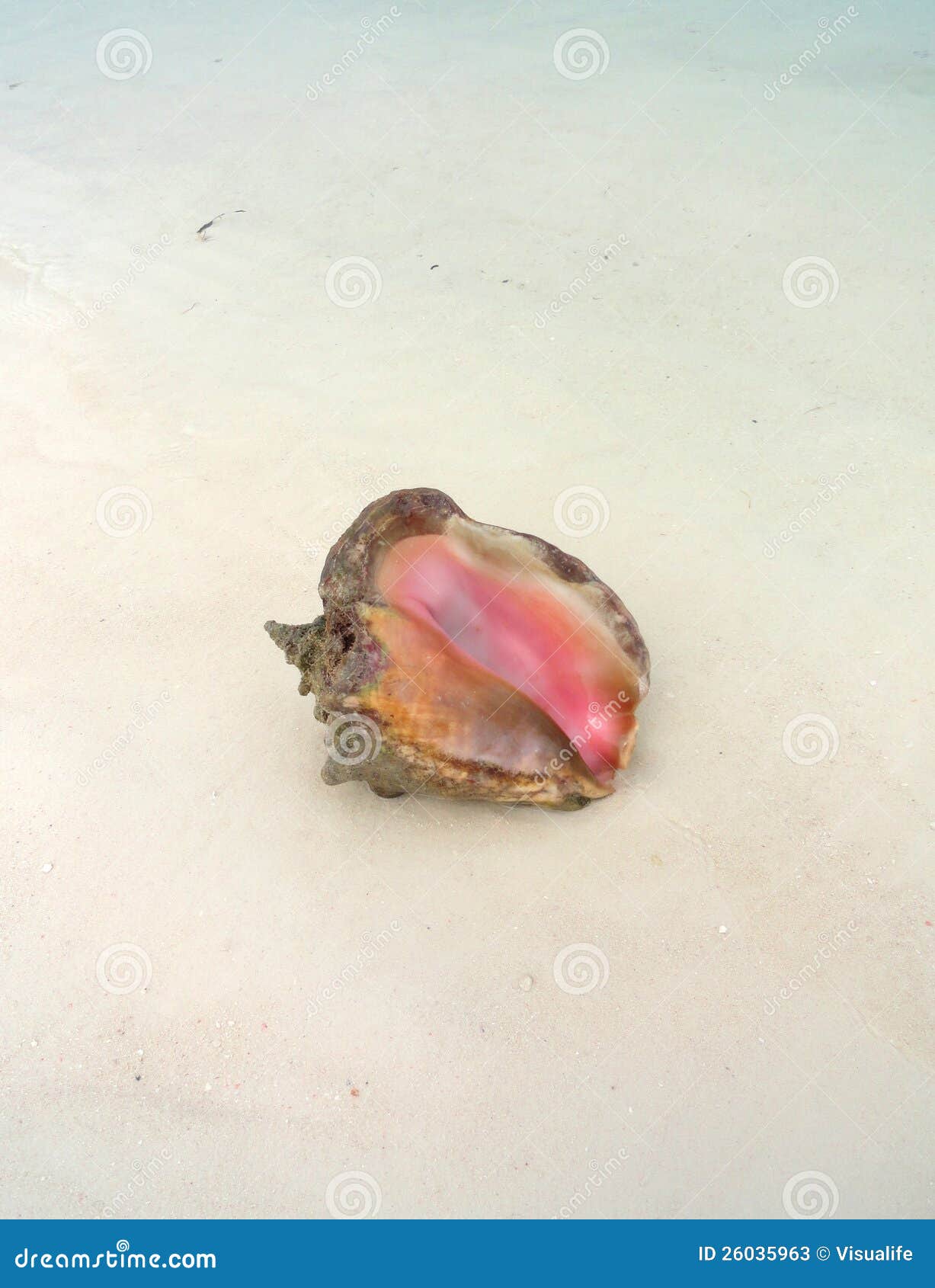 Queen Conch Shells Stock Image | CartoonDealer.com #28177129