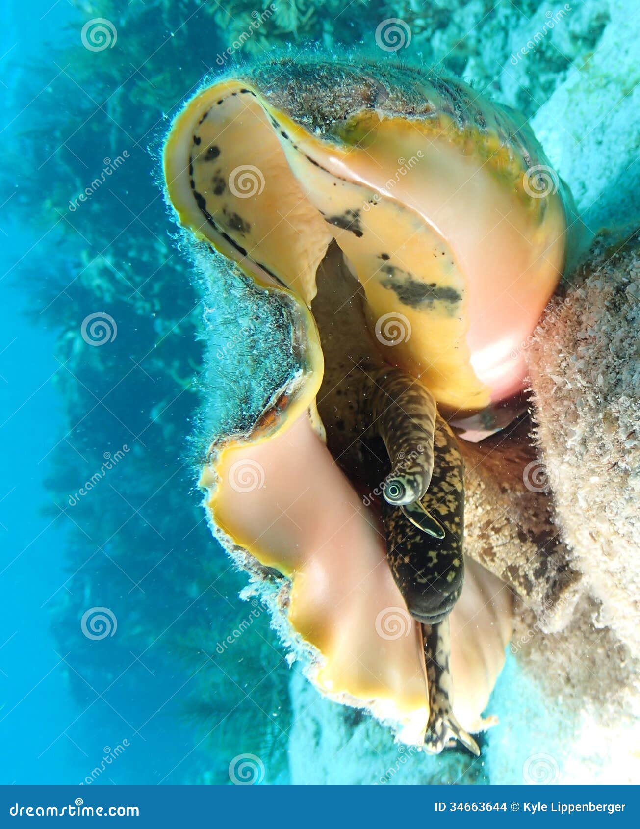 Queen Conch stock photo. Image of conch, underwater, blue - 34663644