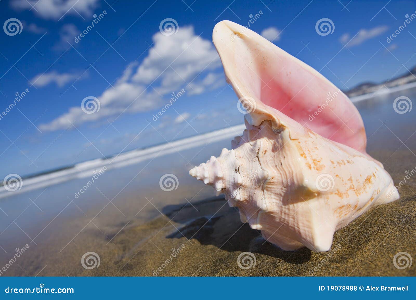 Queen Conch Shell stock photo. Image of paradise, ocean - 19078988