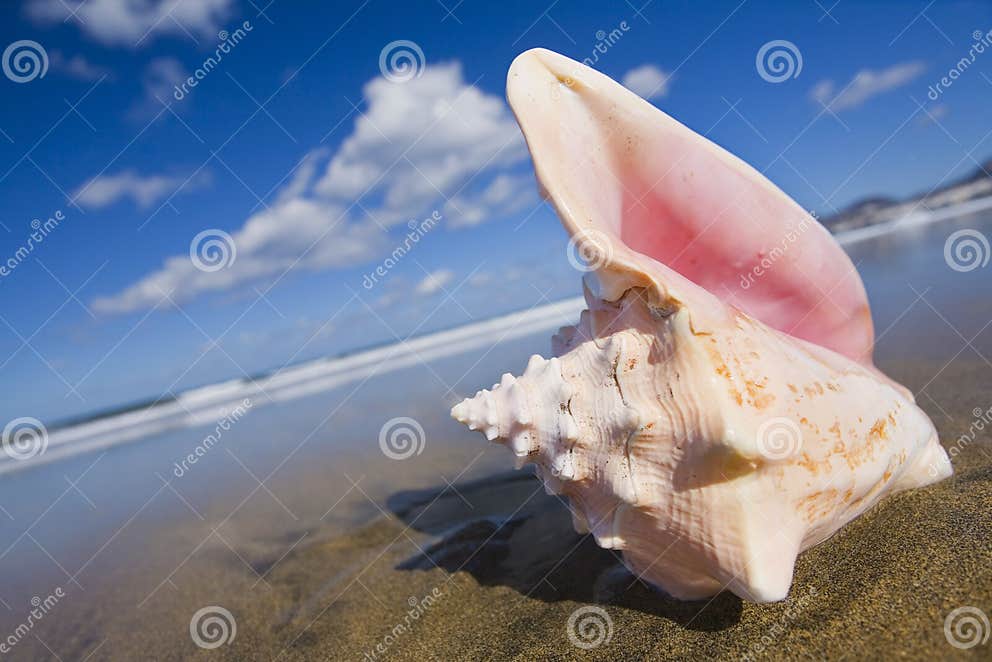 Queen Conch Shell stock photo. Image of paradise, ocean - 19078988