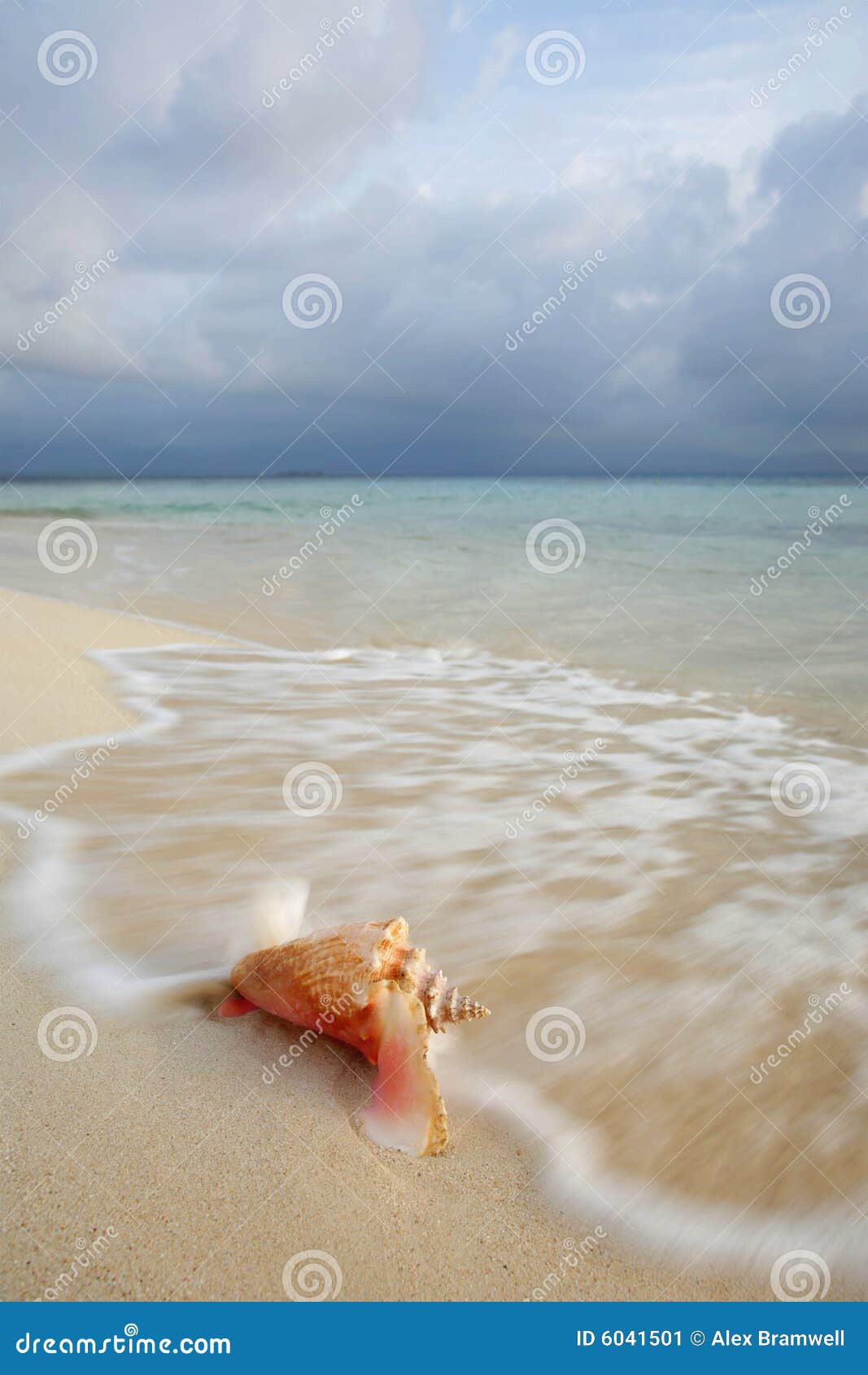 Queen Conch Shell stock image. Image of animal, pink, wave - 6041501