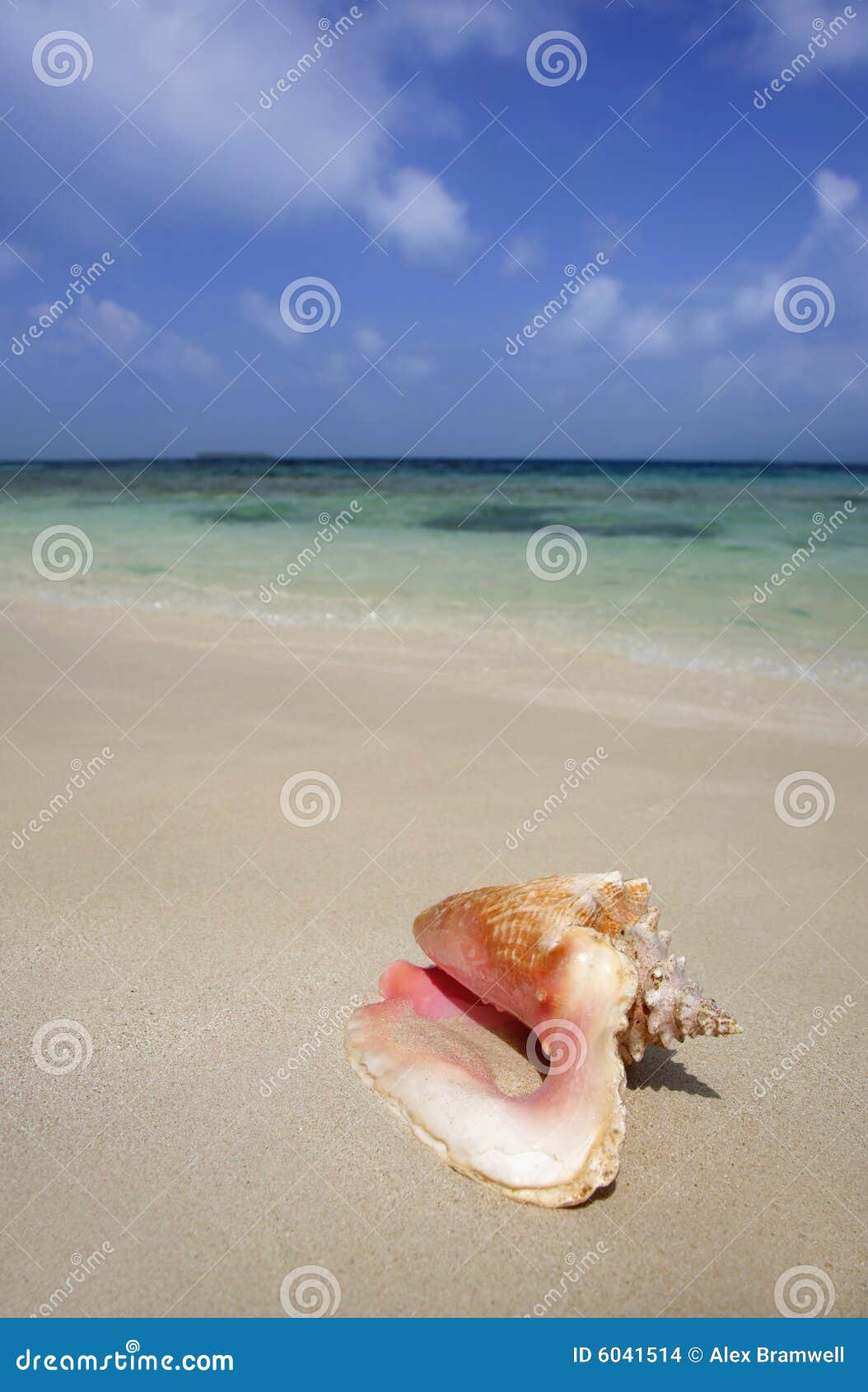Queen Conch Shell stock photo. Image of pink, water, tropical - 6041514