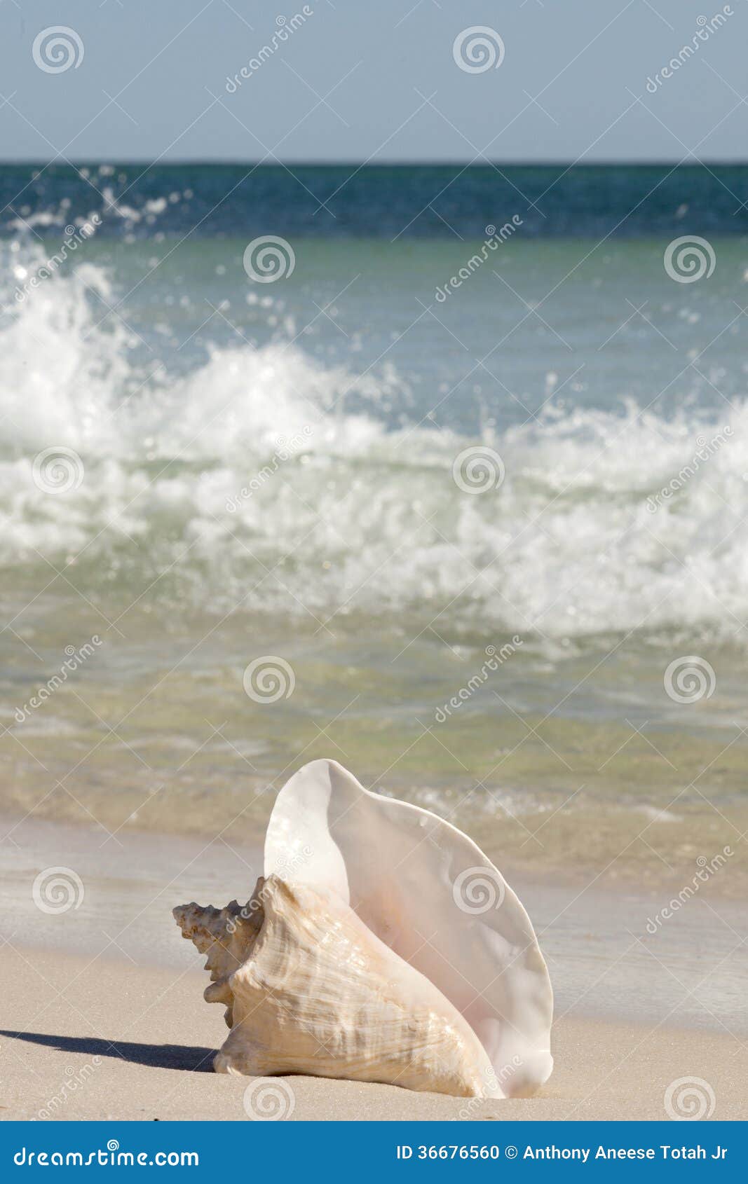 Queen Conch Shells Stock Image | CartoonDealer.com #28177129
