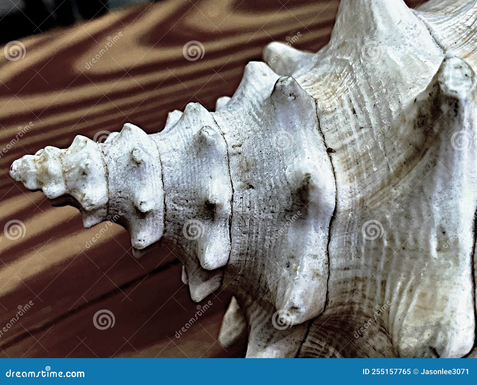 Queen Conch Shell stock image. Image of spire, shell - 255157765