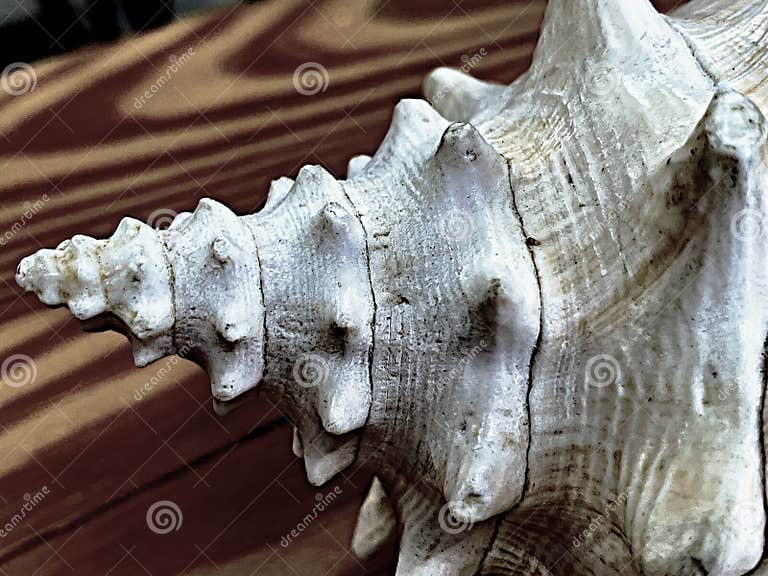 Queen Conch Shell stock image. Image of spire, shell - 255157765