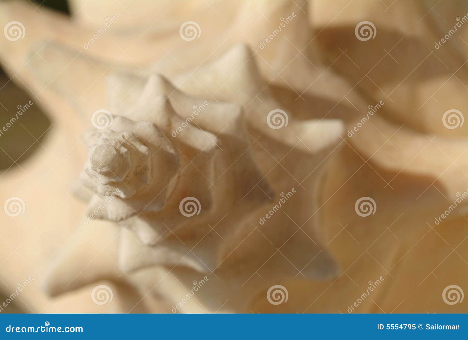 Queen Conch Shells Stock Image | CartoonDealer.com #28177129
